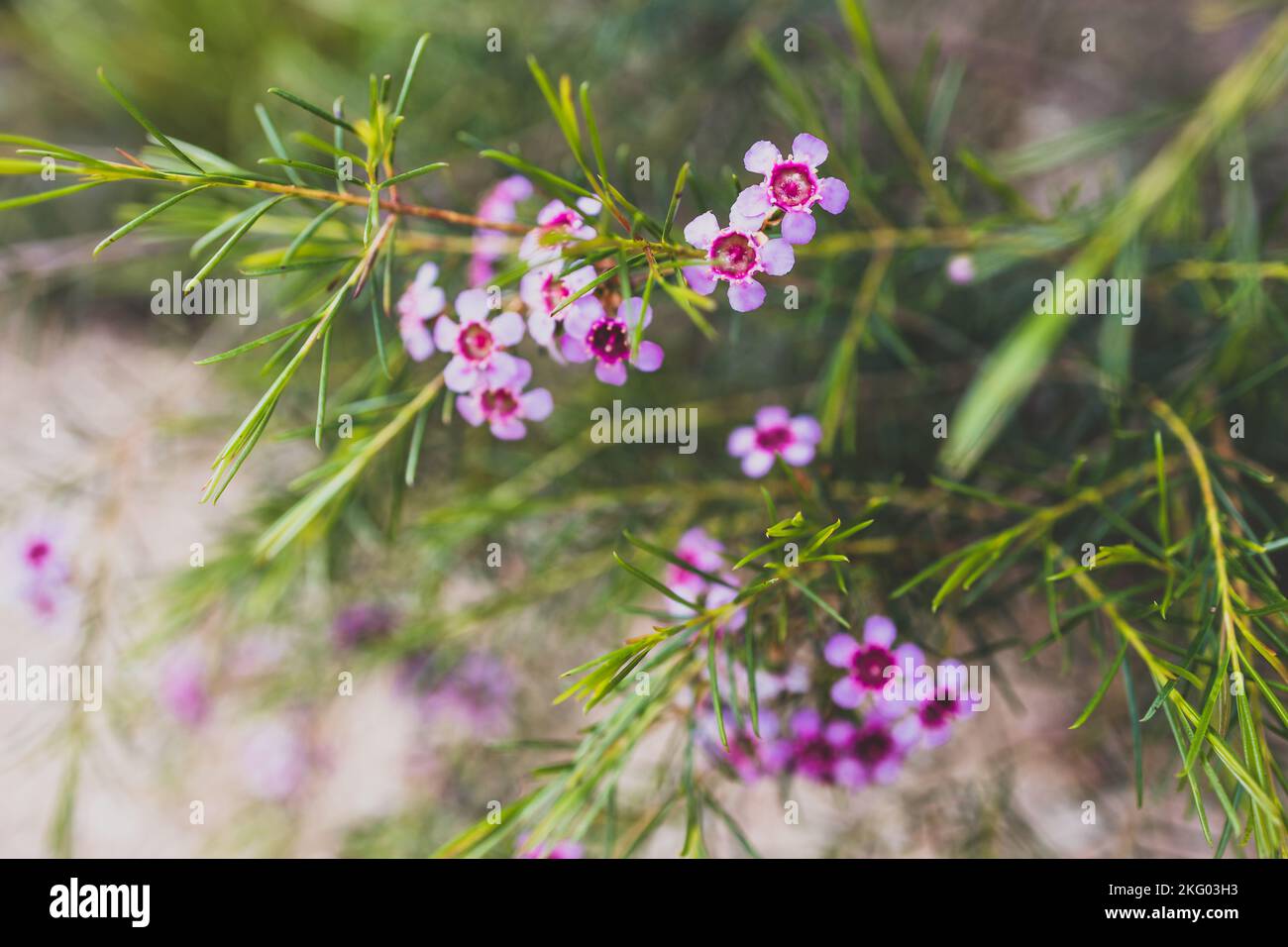 native Australian Geraldton waxflower plant in beautiful tropical ...