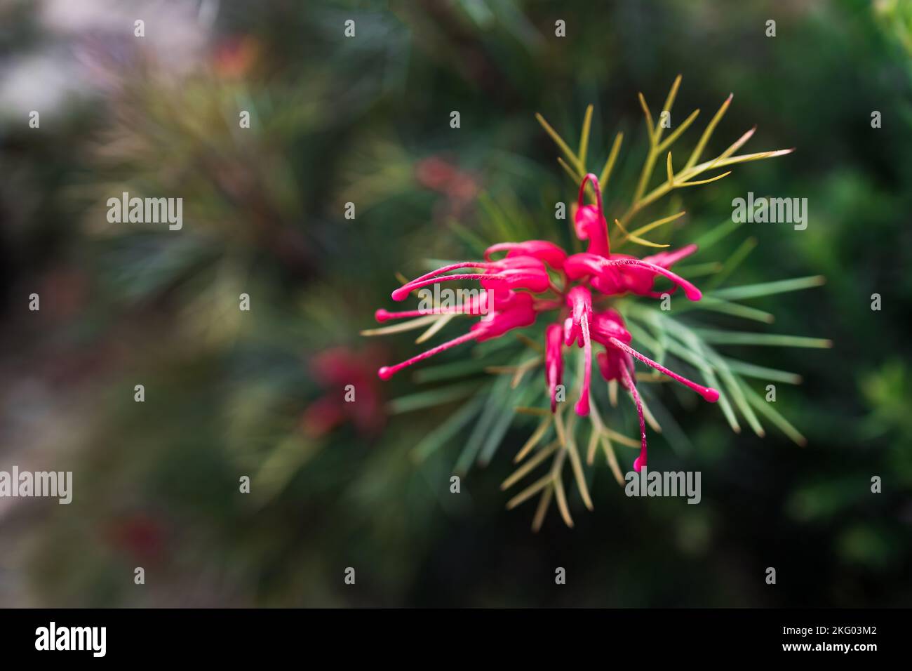 native Australian grevillea bon accord plant with red flowers outdoor ...