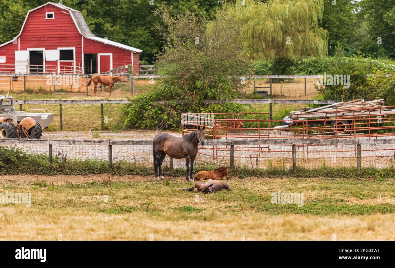 Horses on a farm. Agriculture Landscape With Old Red Barn. Horses in ...