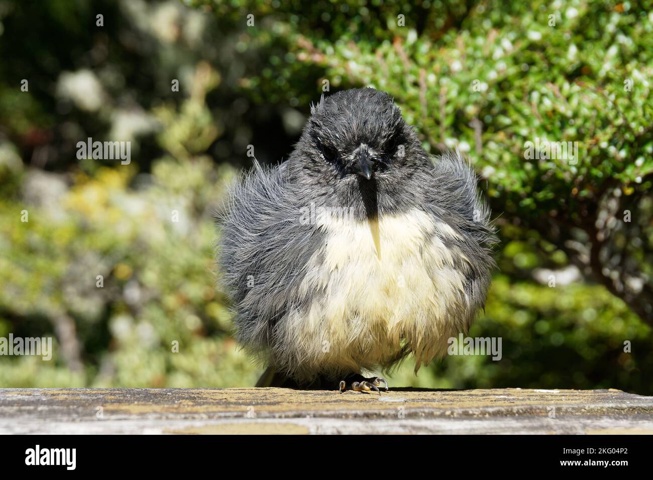 One of New Zealand's very cute native birds, a robin, it is fluffed up ...