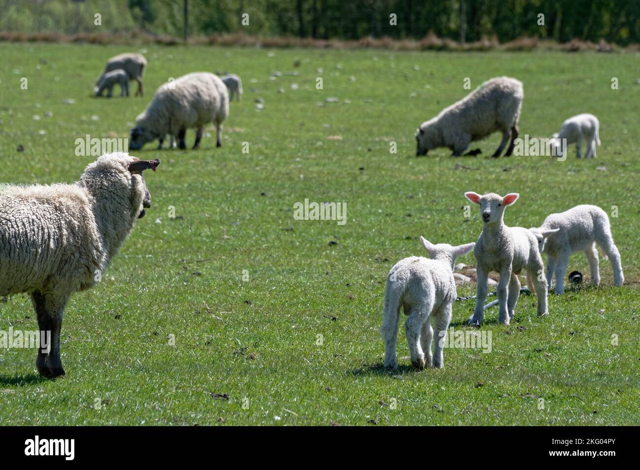 Alert lamb hi-res stock photography and images - Alamy
