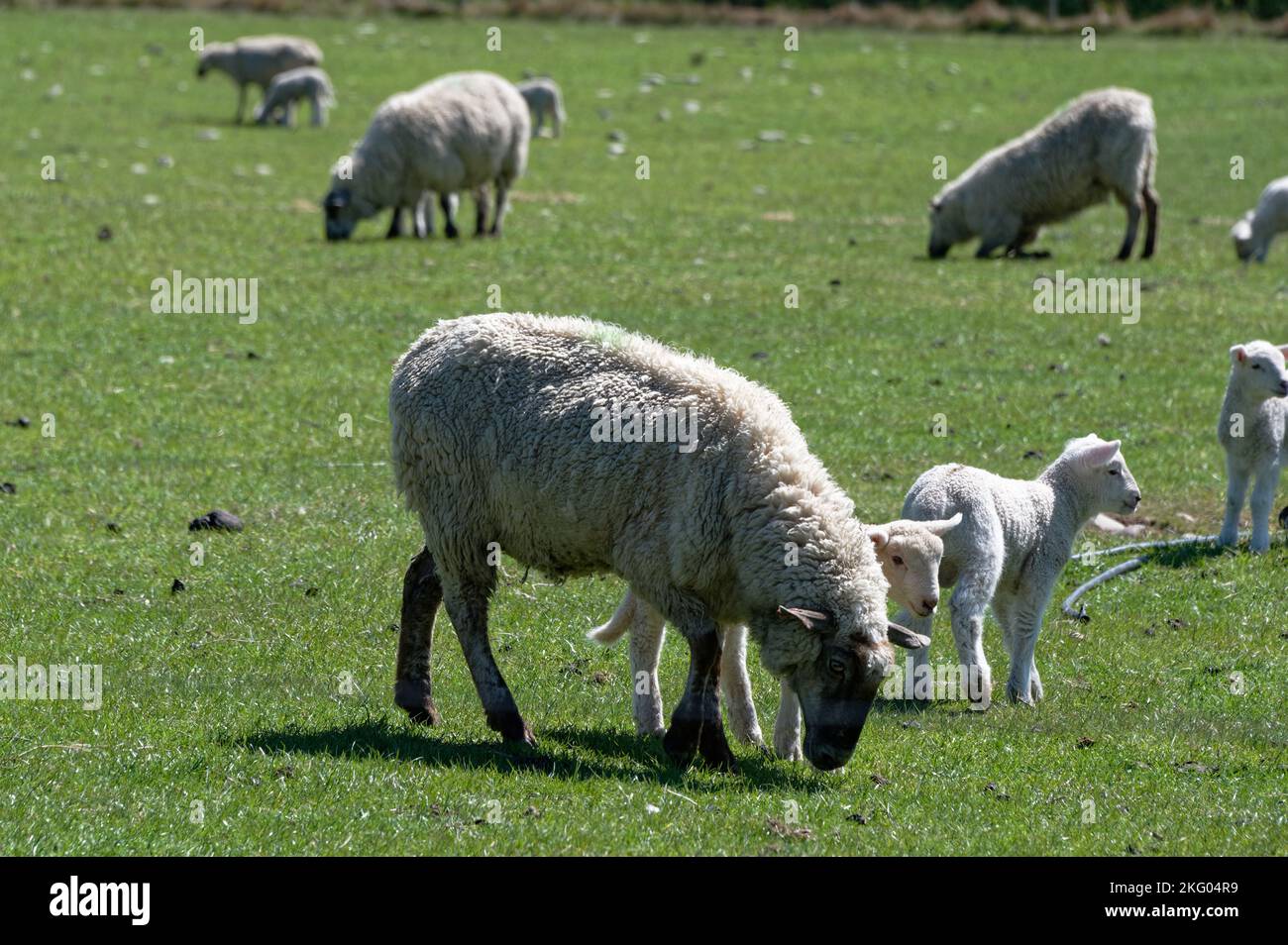 Sheep are grazing in a paddock. There are ewes and lambs Stock Photo ...