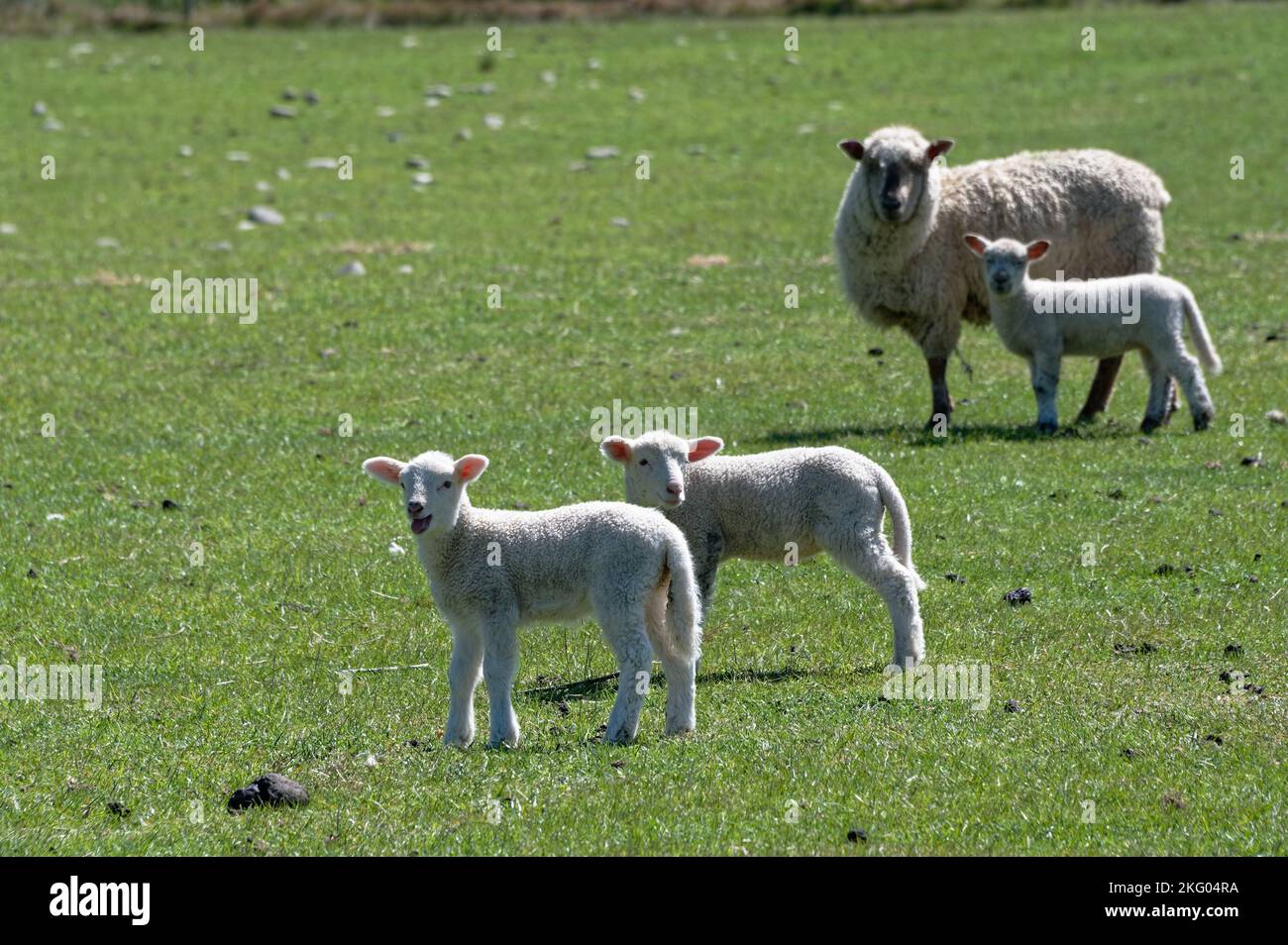 Two baby sheep, or lambs, are standing in a paddock. A ewe and her lamb ...