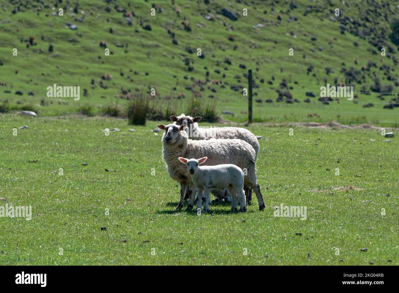 Two ewes and a lamb are standing stacked together in a green, grassy ...