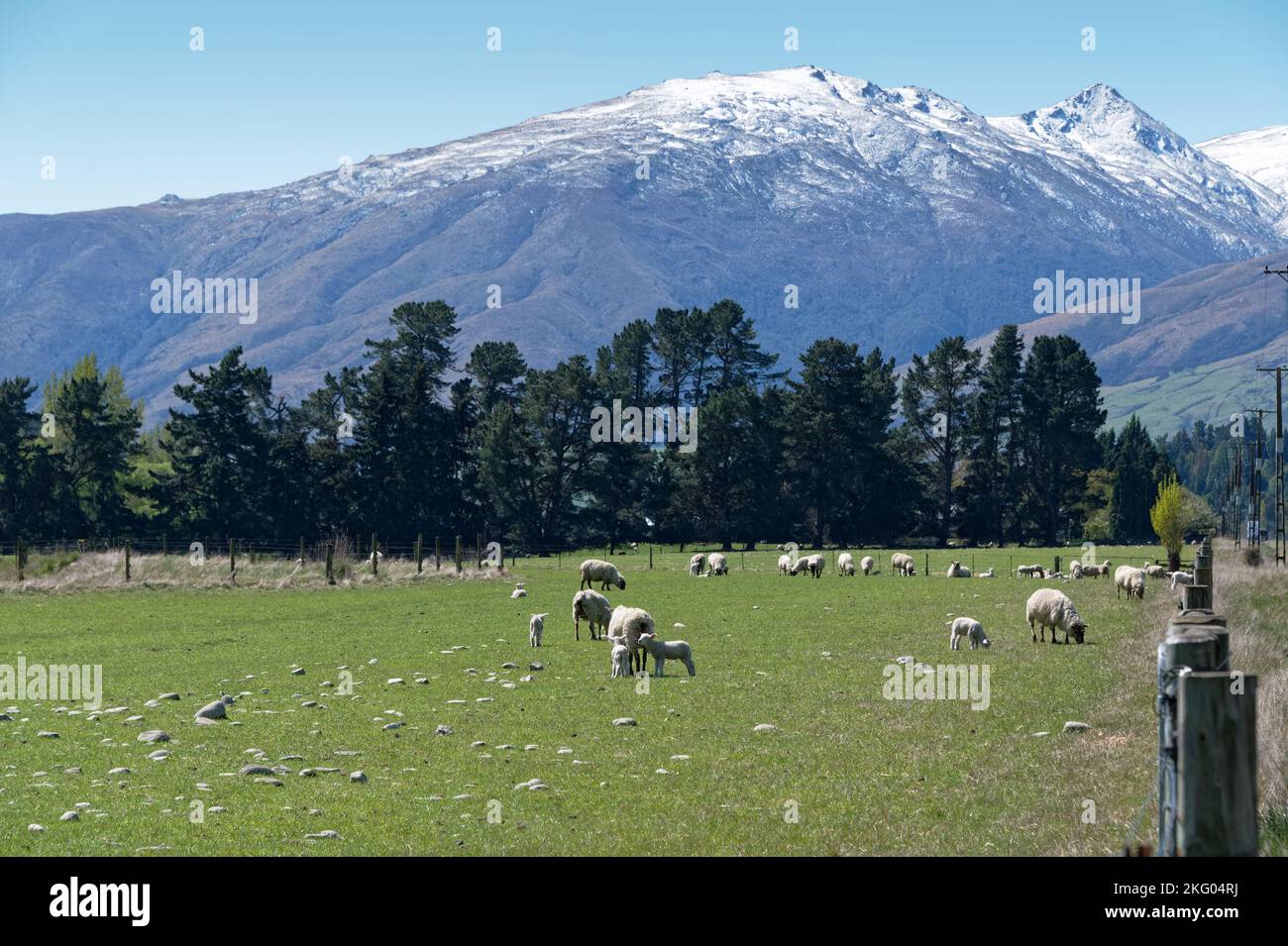 A paddock with spring lambs has a snowy , mountainous backdrop Stock ...