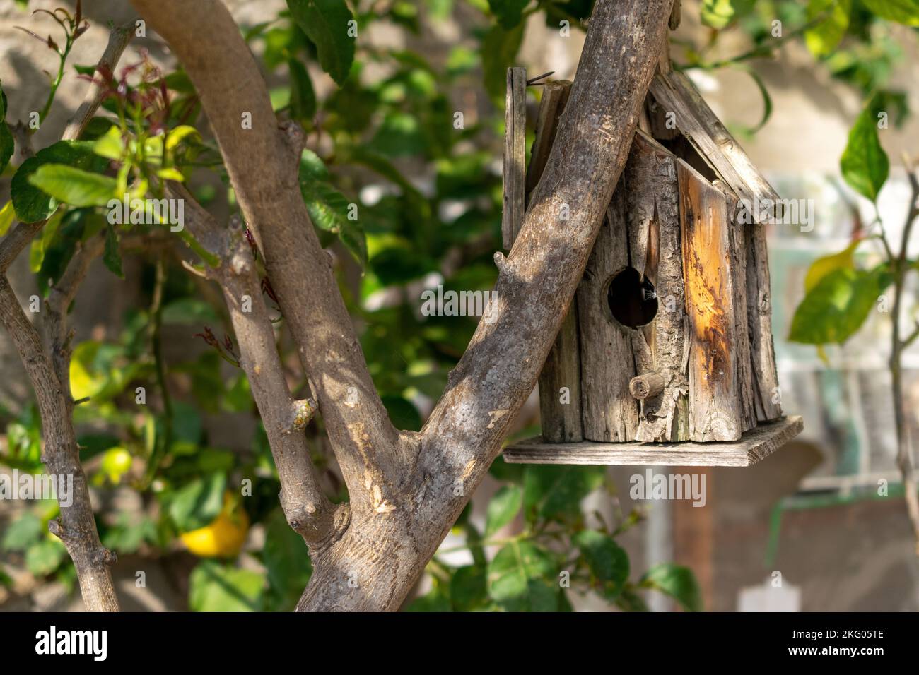A small wooden birdhouse hanging on a lemon tree with green leaves in ...