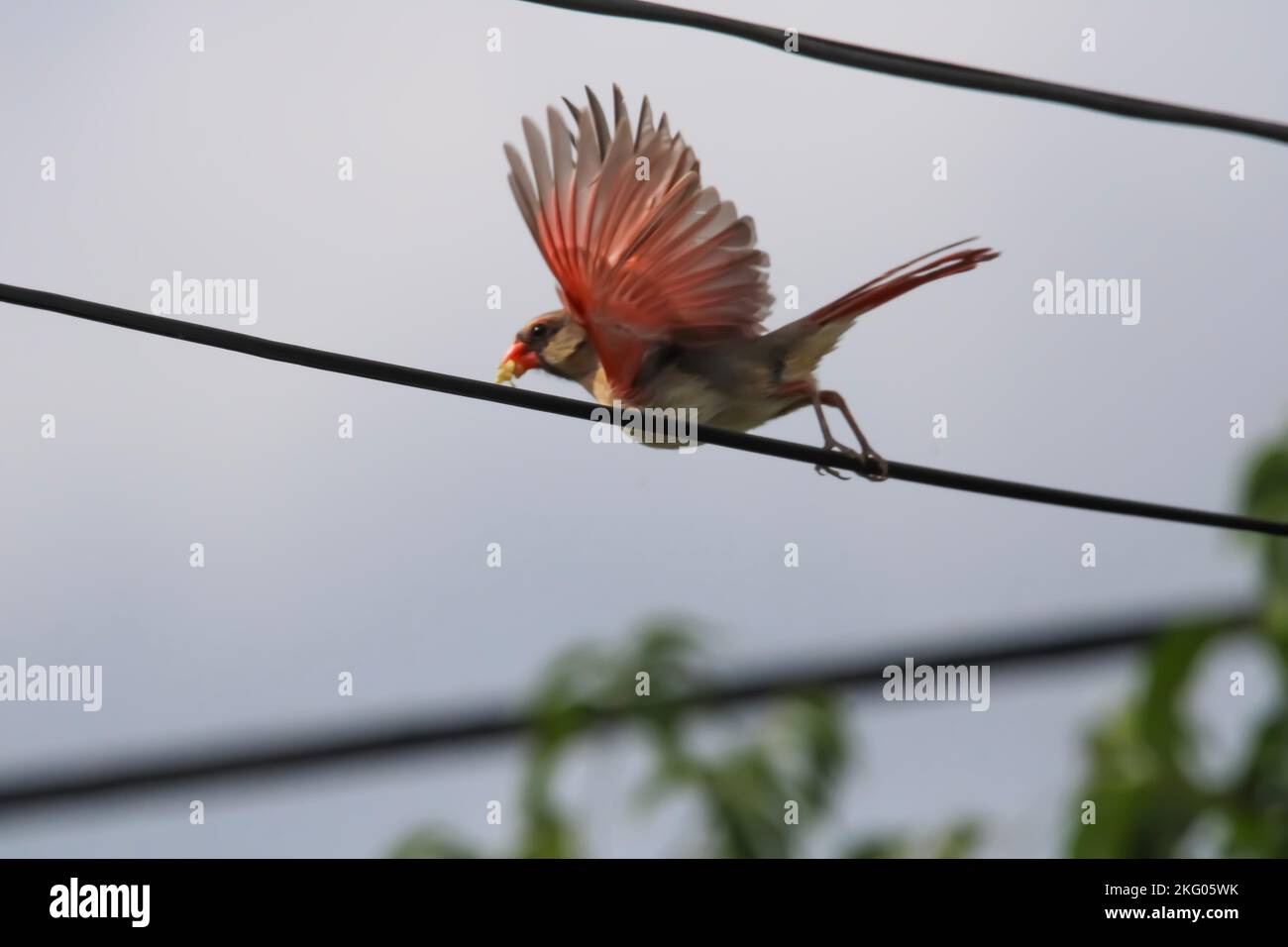 Cardinal in flight hi-res stock photography and images - Alamy