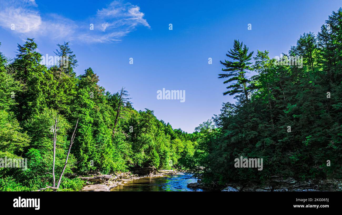 A scenic view of a stream flowing through a dense spruce forest on a ...