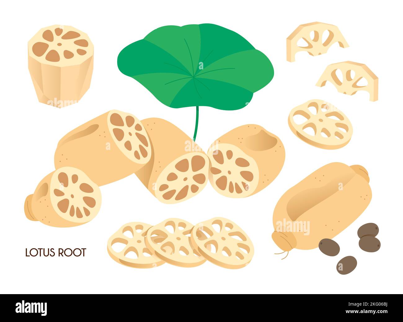 lotus root vector illustration Stock Photo - Alamy