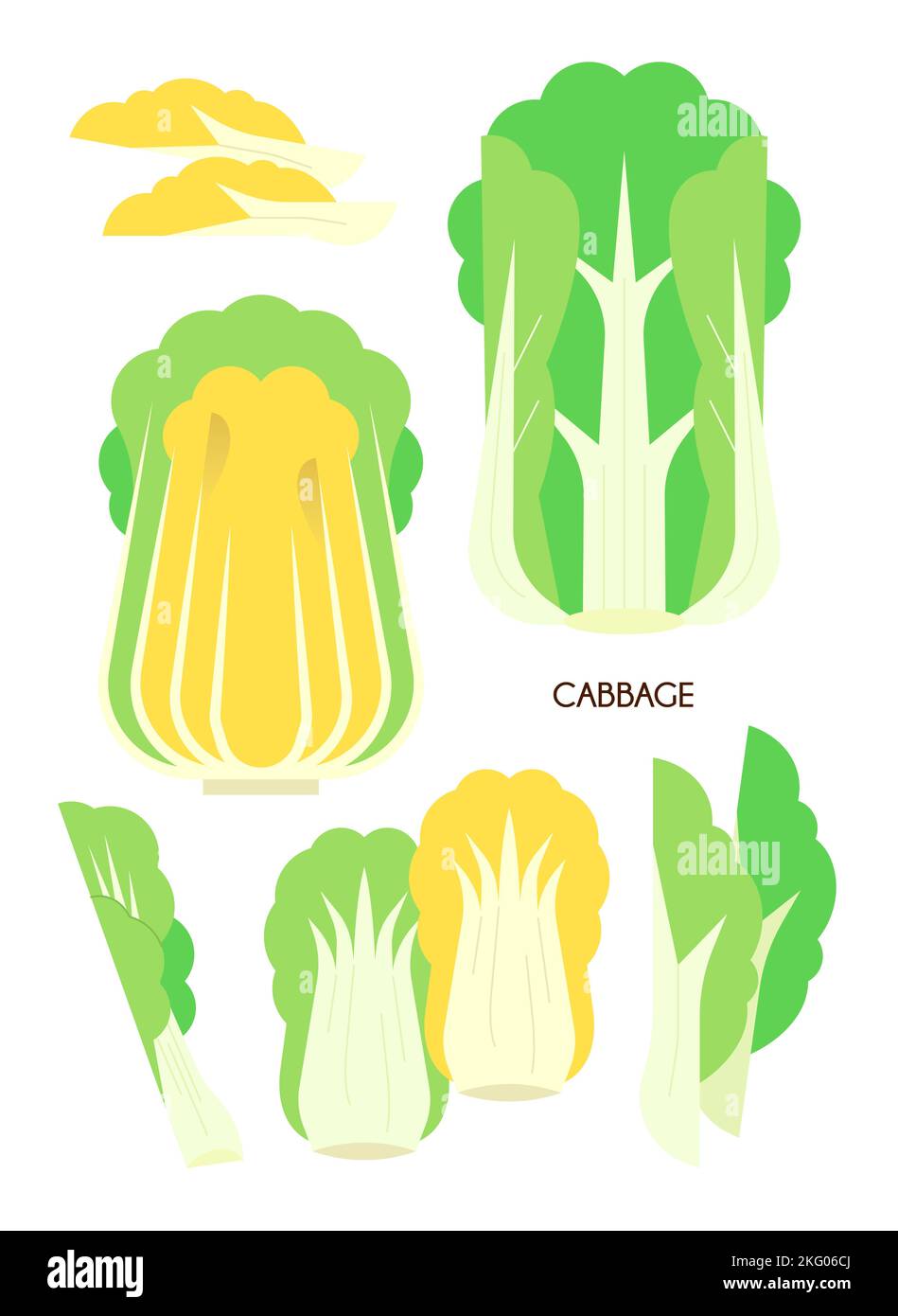 Cabbage vector hi-res stock photography and images - Alamy