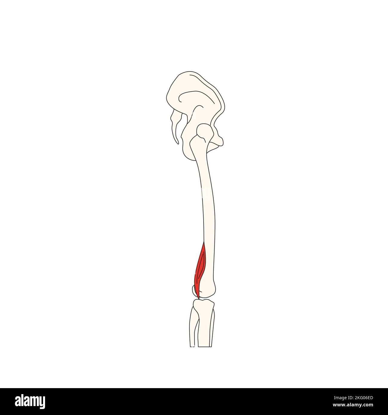 Nervus peroneus communis hi-res stock photography and images - Alamy