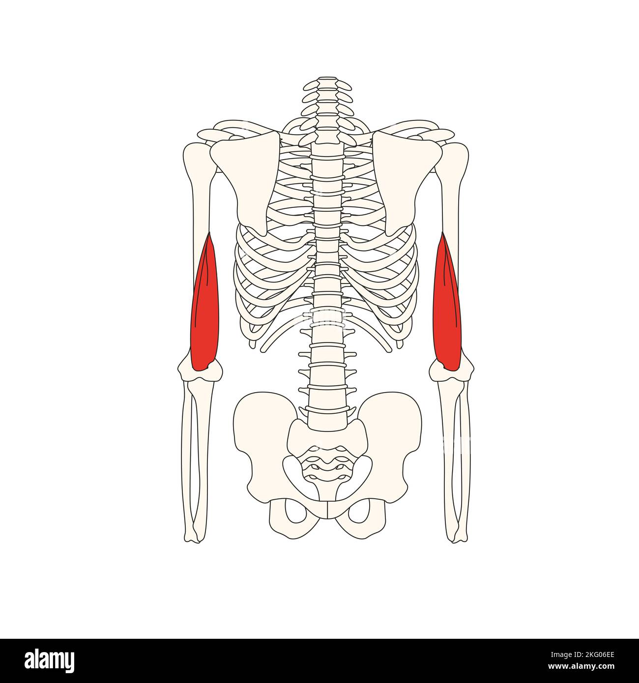 Musculi Cut Out Stock Images & Pictures - Alamy