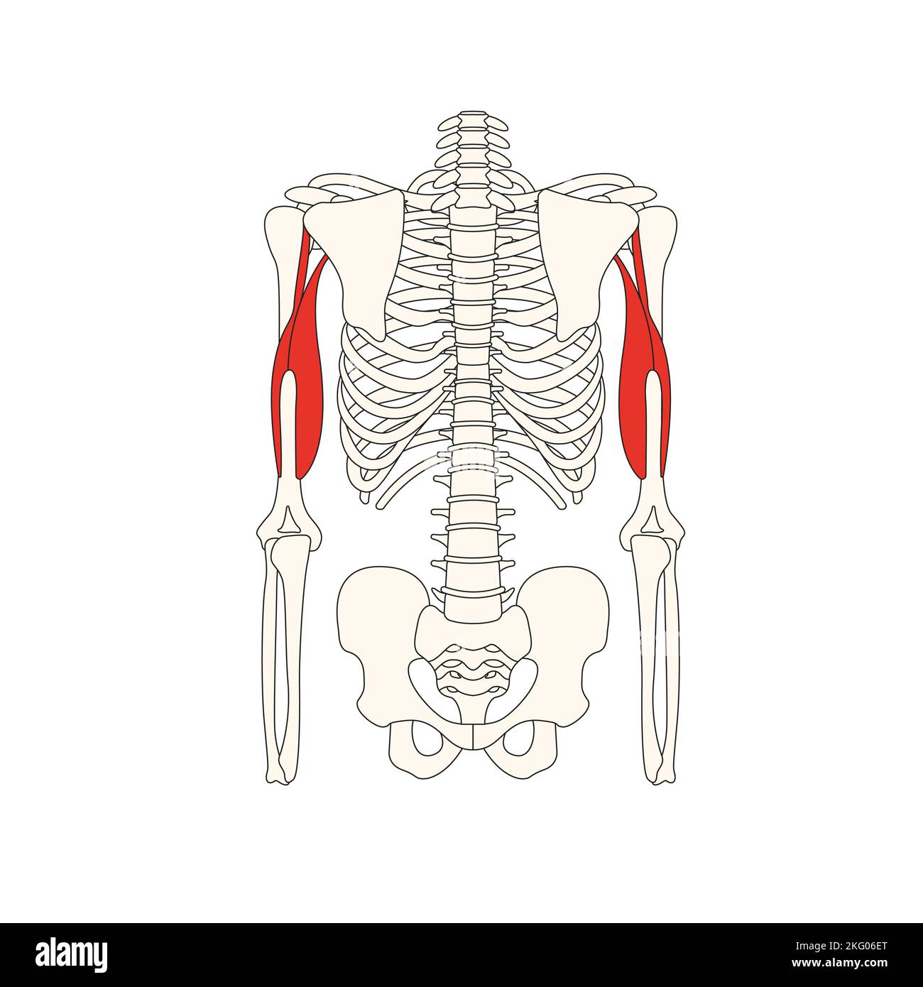 Musculus triceps brachii hi-res stock photography and images - Alamy