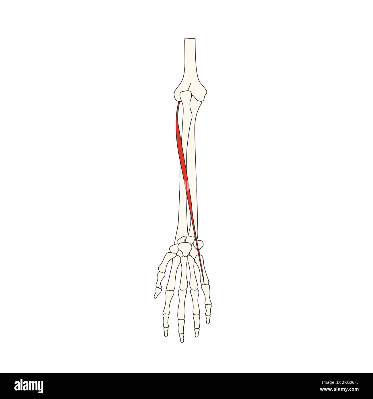 Extensor Digiti Minimi