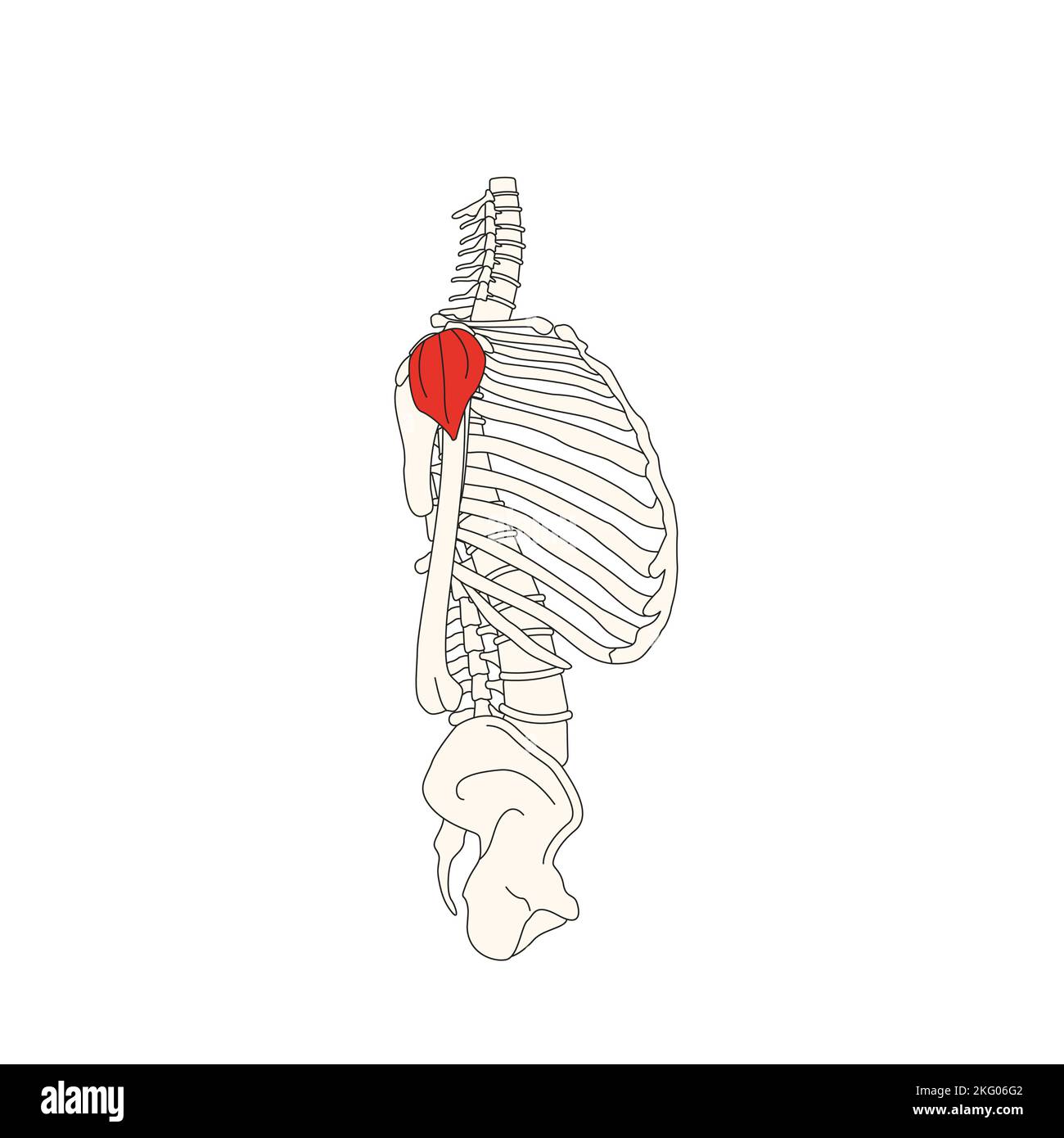 Pecs Scapula Deltoid Muscle Studies Anatomy Drawing Human Anatomy ...