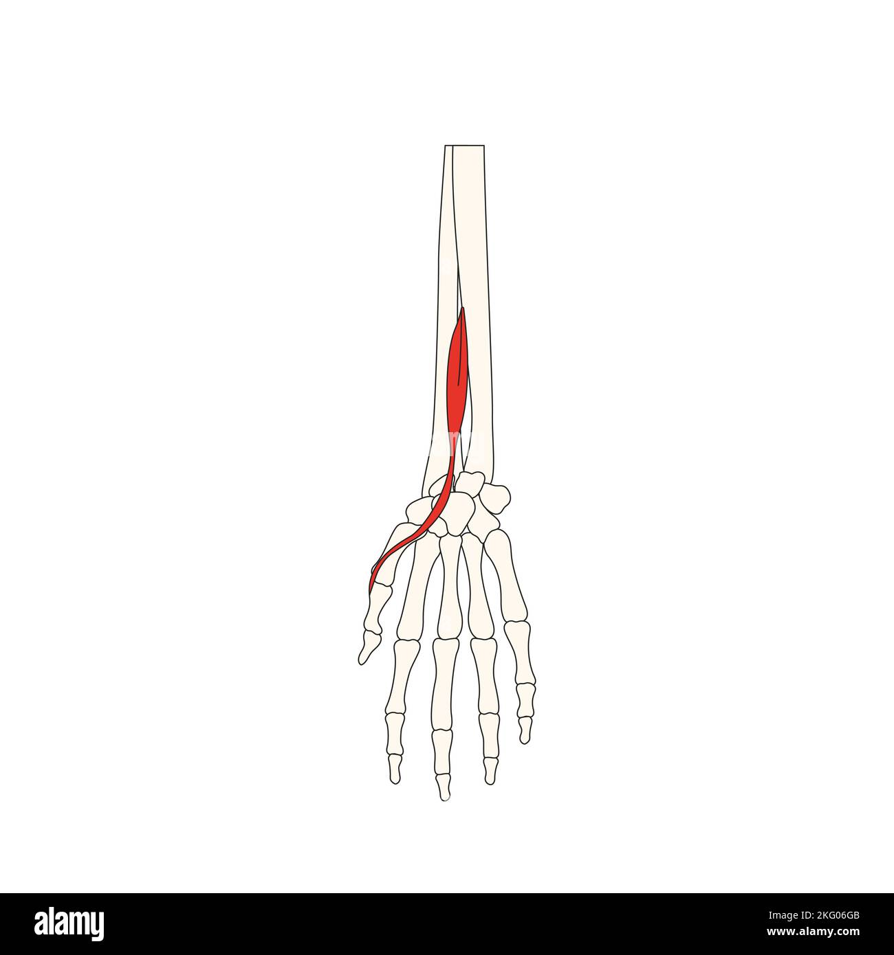 Extensor hallucis longus muscle hi-res stock photography and images - Alamy
