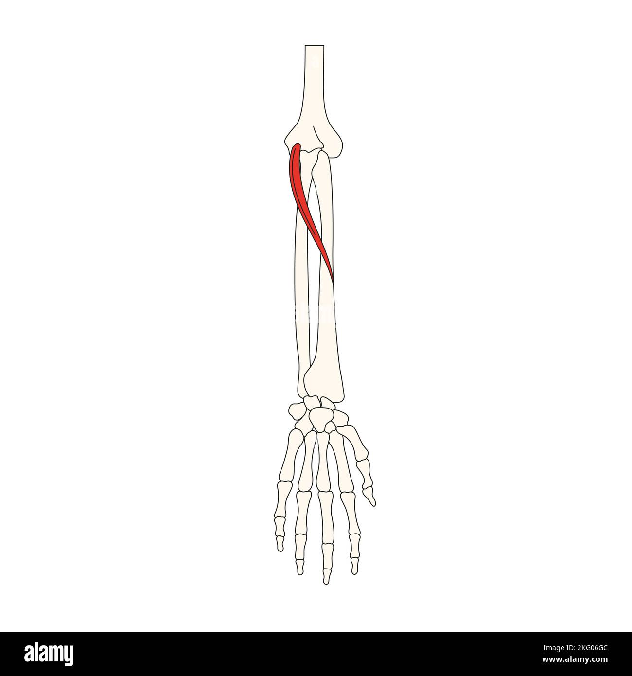 human anatomy drawing muscle pronator teres Stock Photo - Alamy