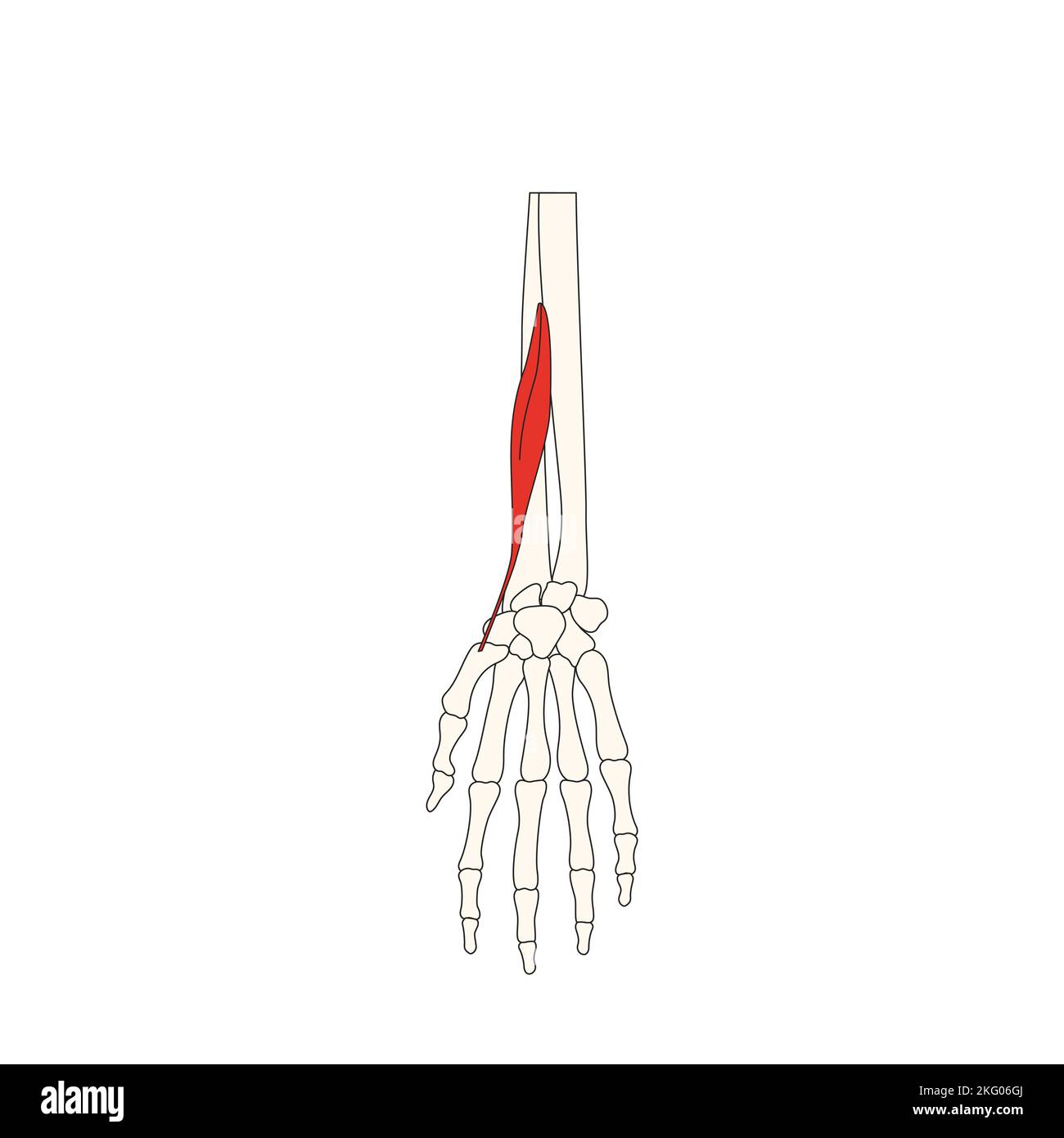 Abductor Pollicis Longus Origin