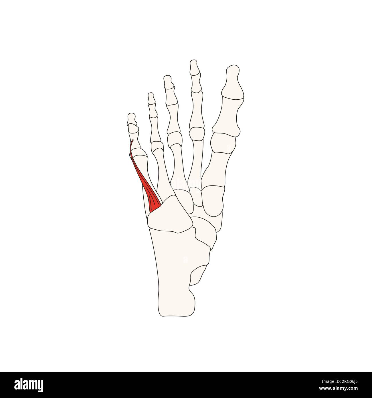 human anatomy drawing flexor digiti minimi brevis muscle Stock Photo ...