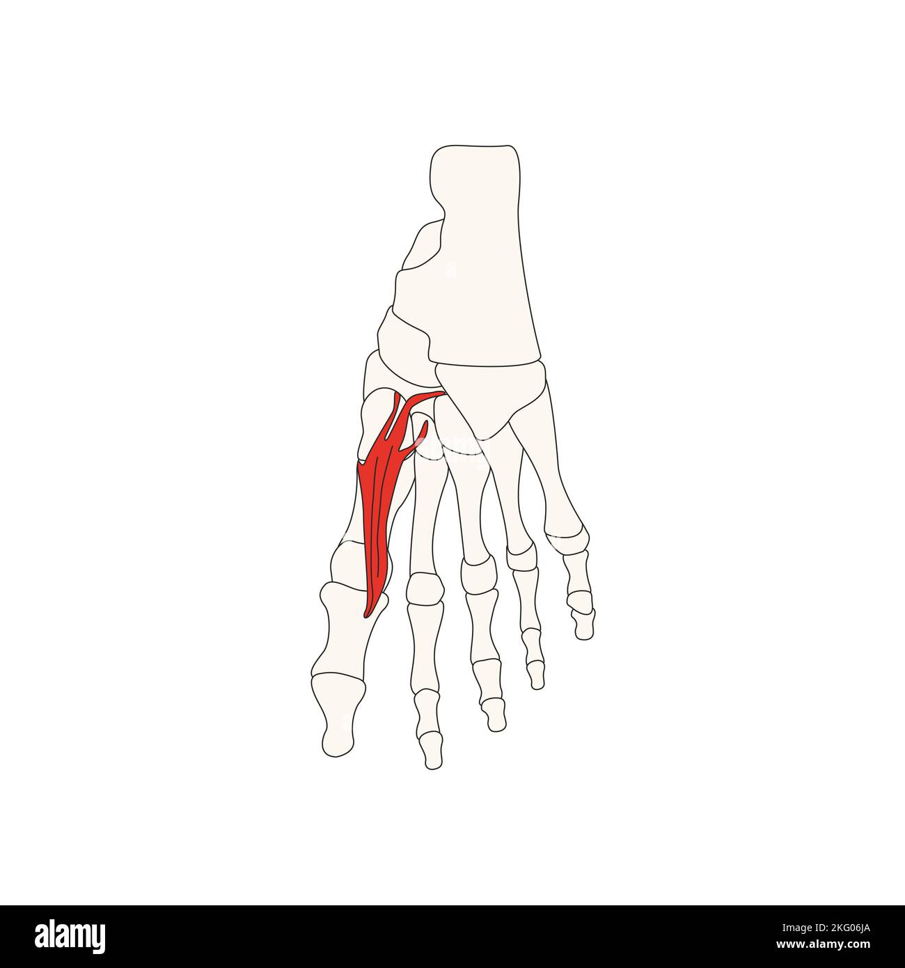 Flexor hallucis brevis hi-res stock photography and images - Alamy