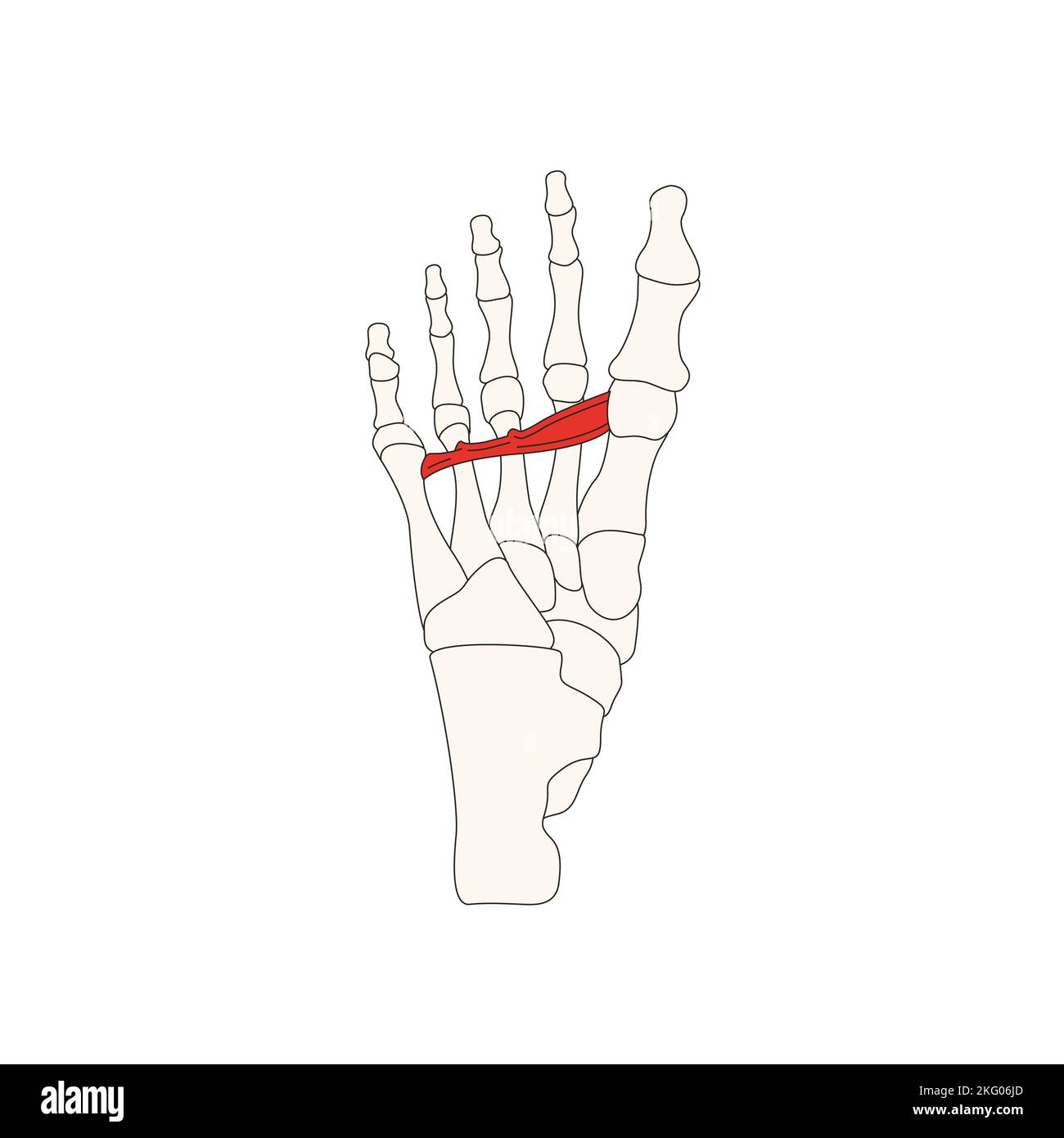 Adductor muscles hi-res stock photography and images - Alamy