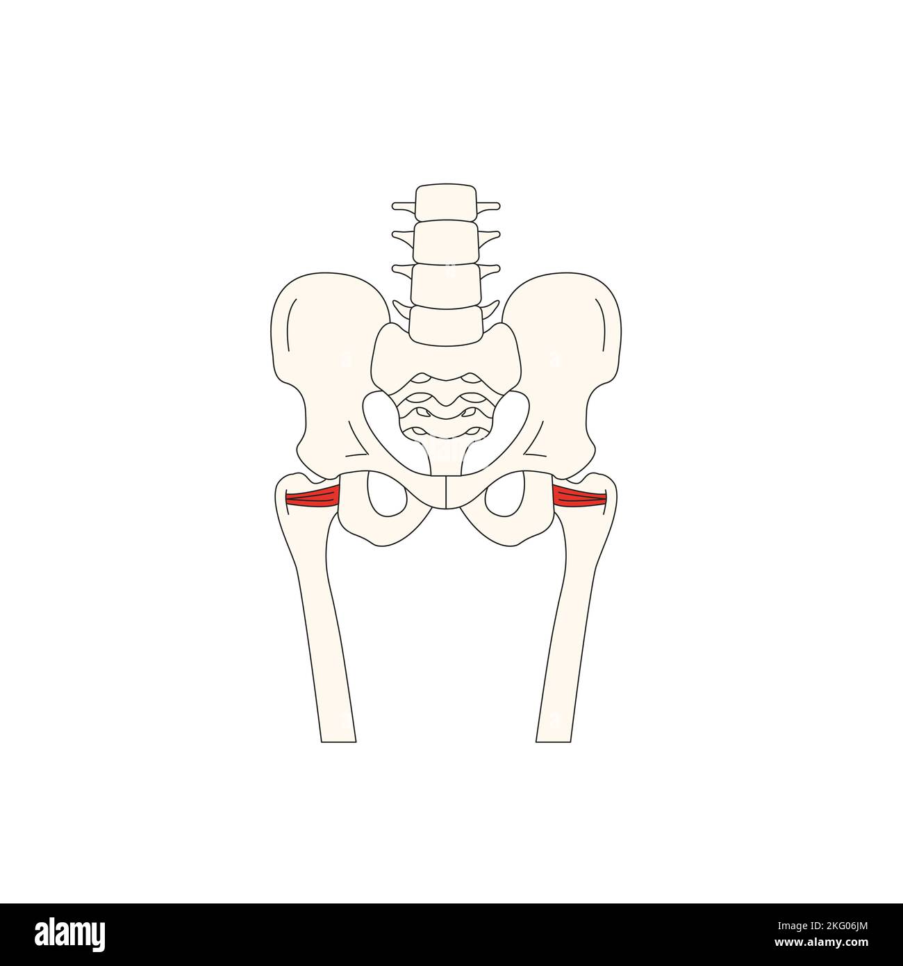 Gemellus muscles hi-res stock photography and images - Alamy