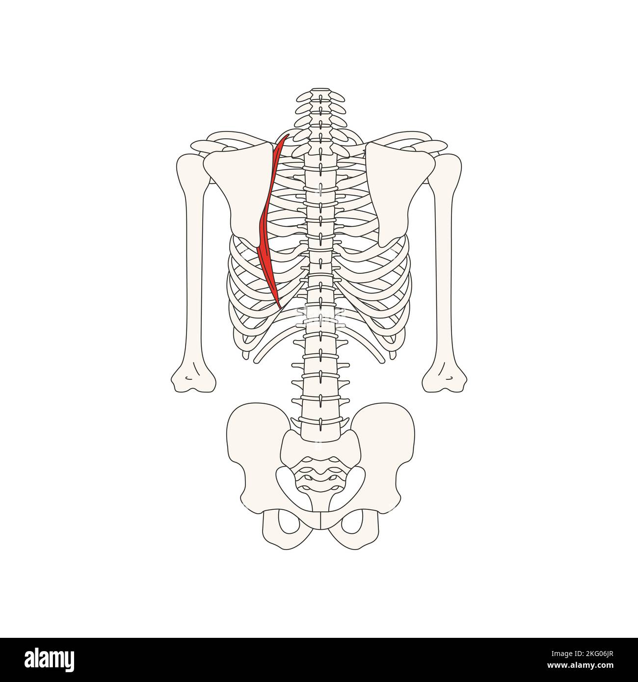 Musculus iliocostalis hi-res stock photography and images - Alamy