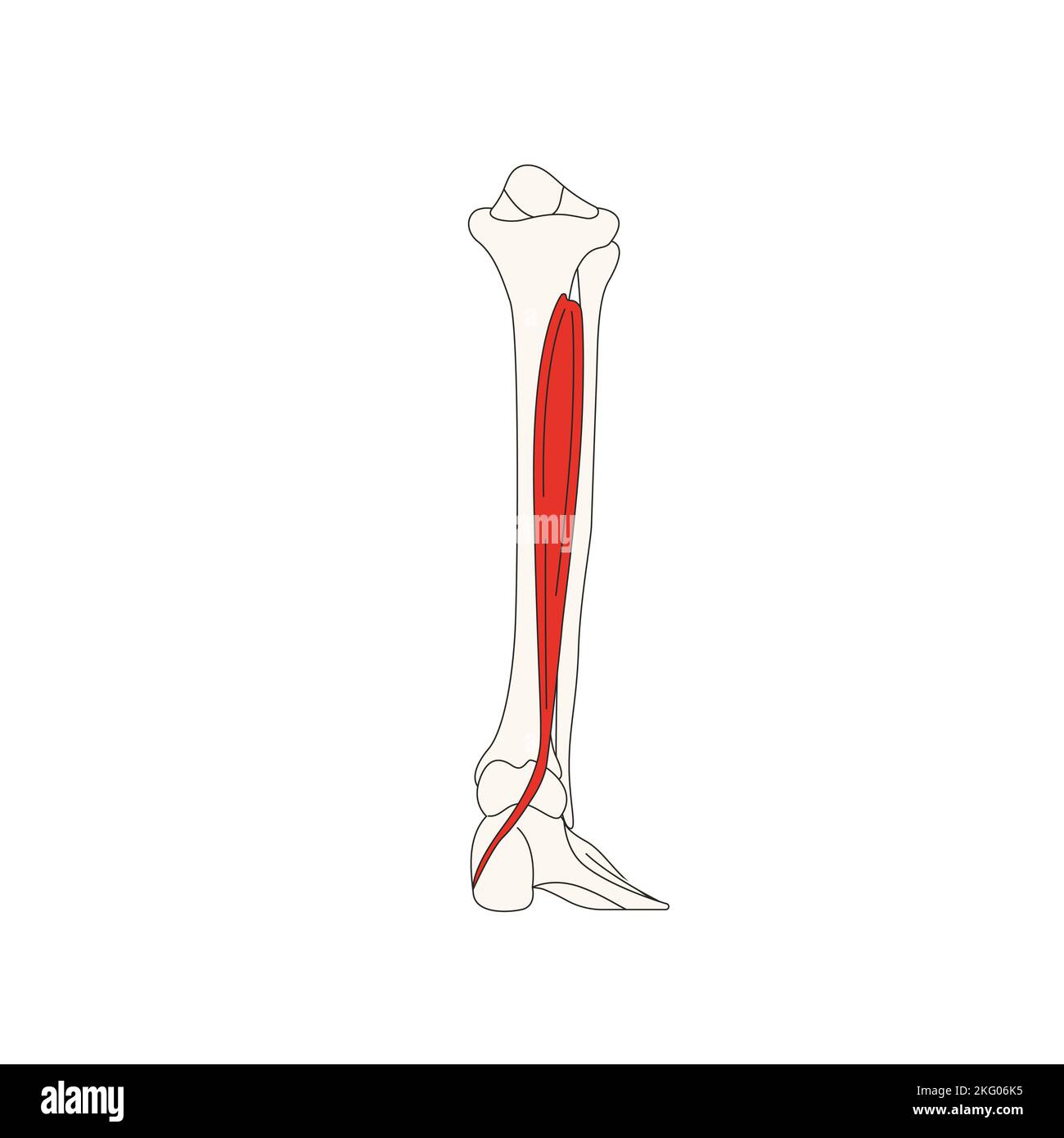 human anatomy drawing tibial muscle Stock Photo - Alamy