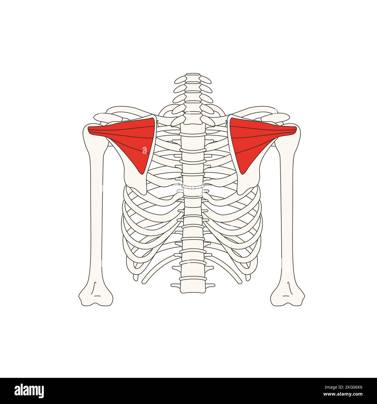 Infraspinous muscle hi-res stock photography and images - Alamy