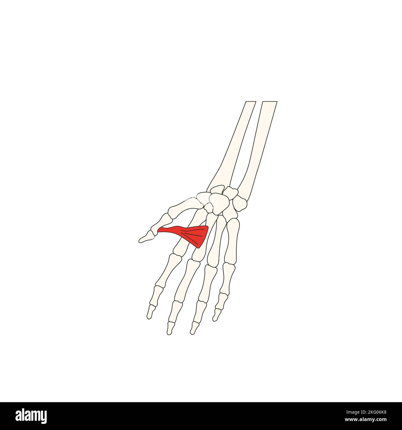 Fascia Over Adductor Pollicis Muscle