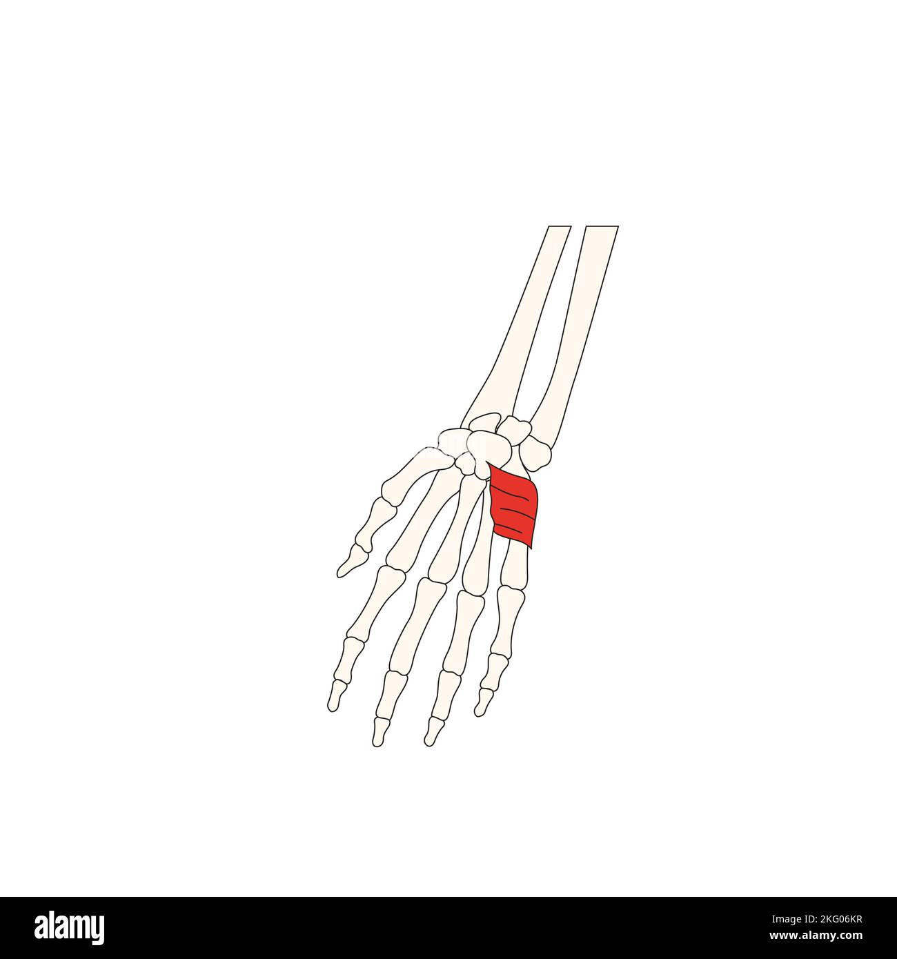 Palmaris brevis muscle Cut Out Stock Images & Pictures - Alamy