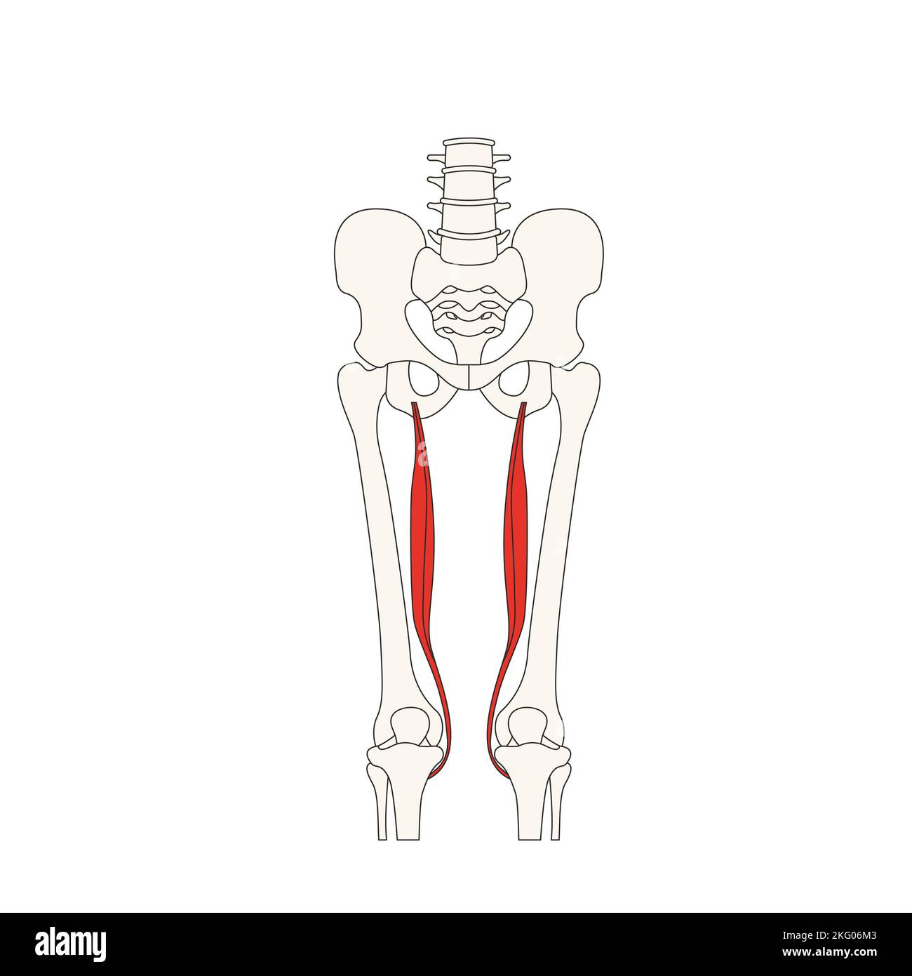 human anatomy drawing semitendinous muscle Stock Photo - Alamy