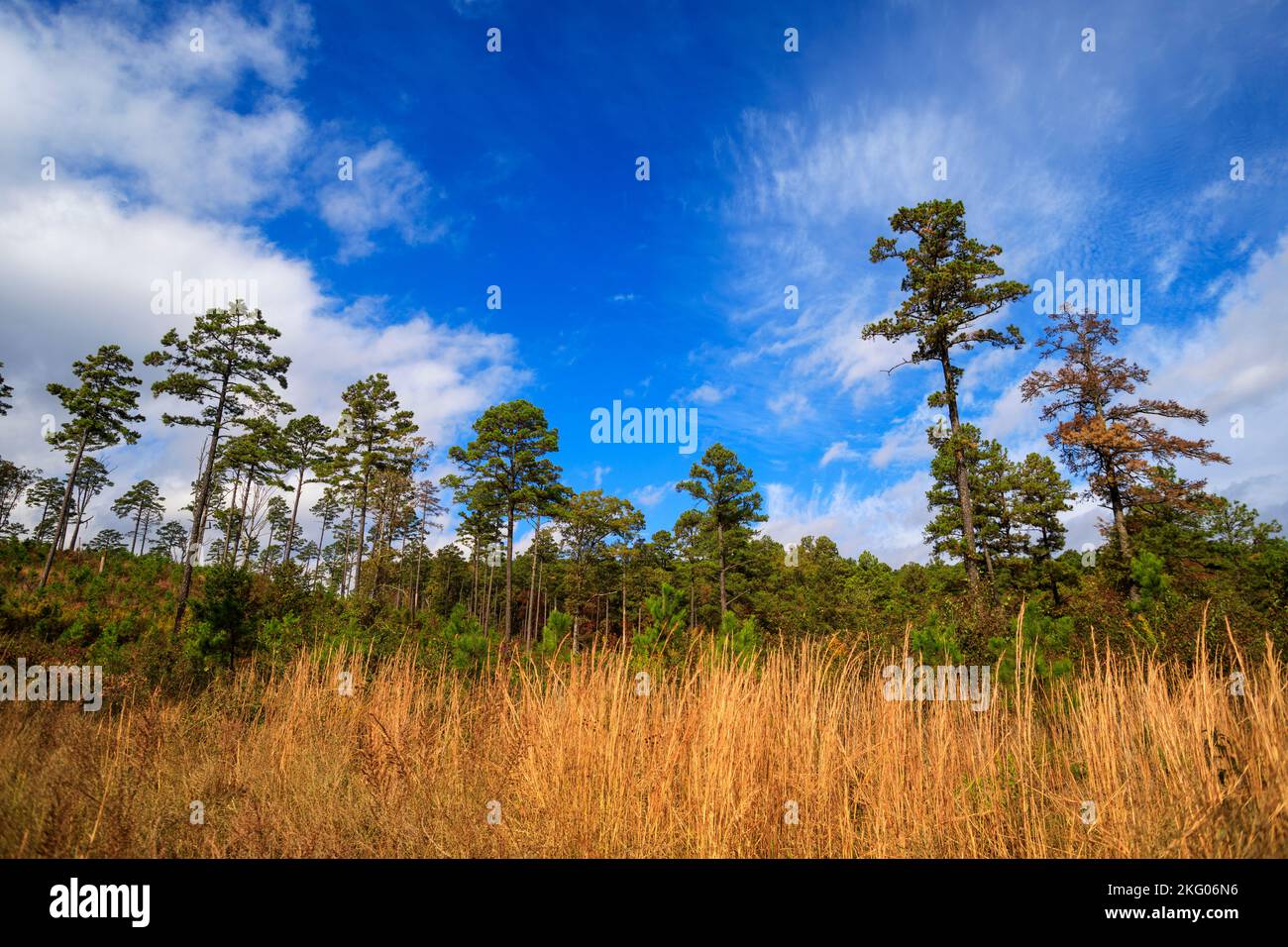 Little pine trees start to grow in a reforestation effort in a woodland ...
