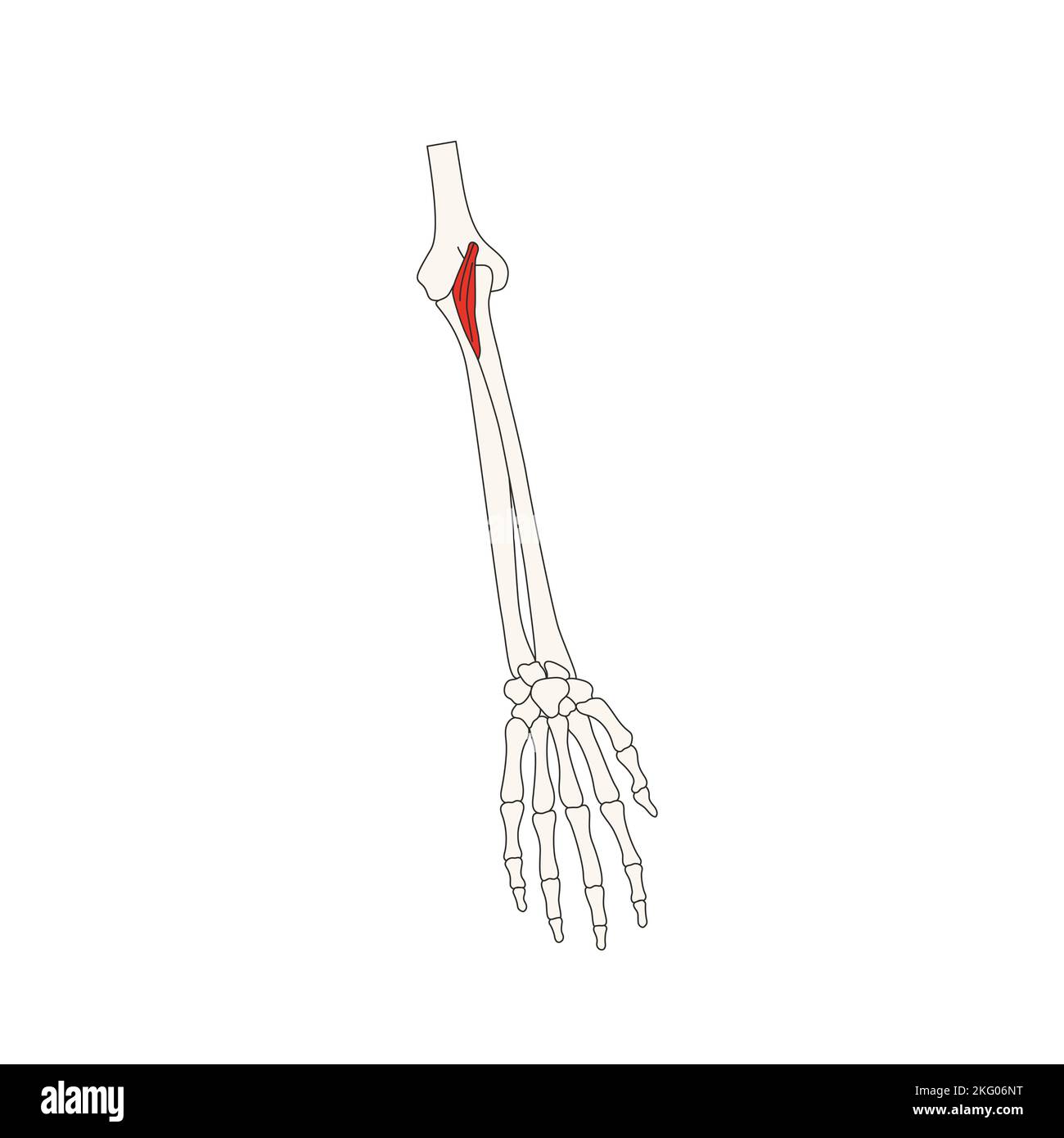 human anatomy drawing a freckled human body Stock Photo - Alamy