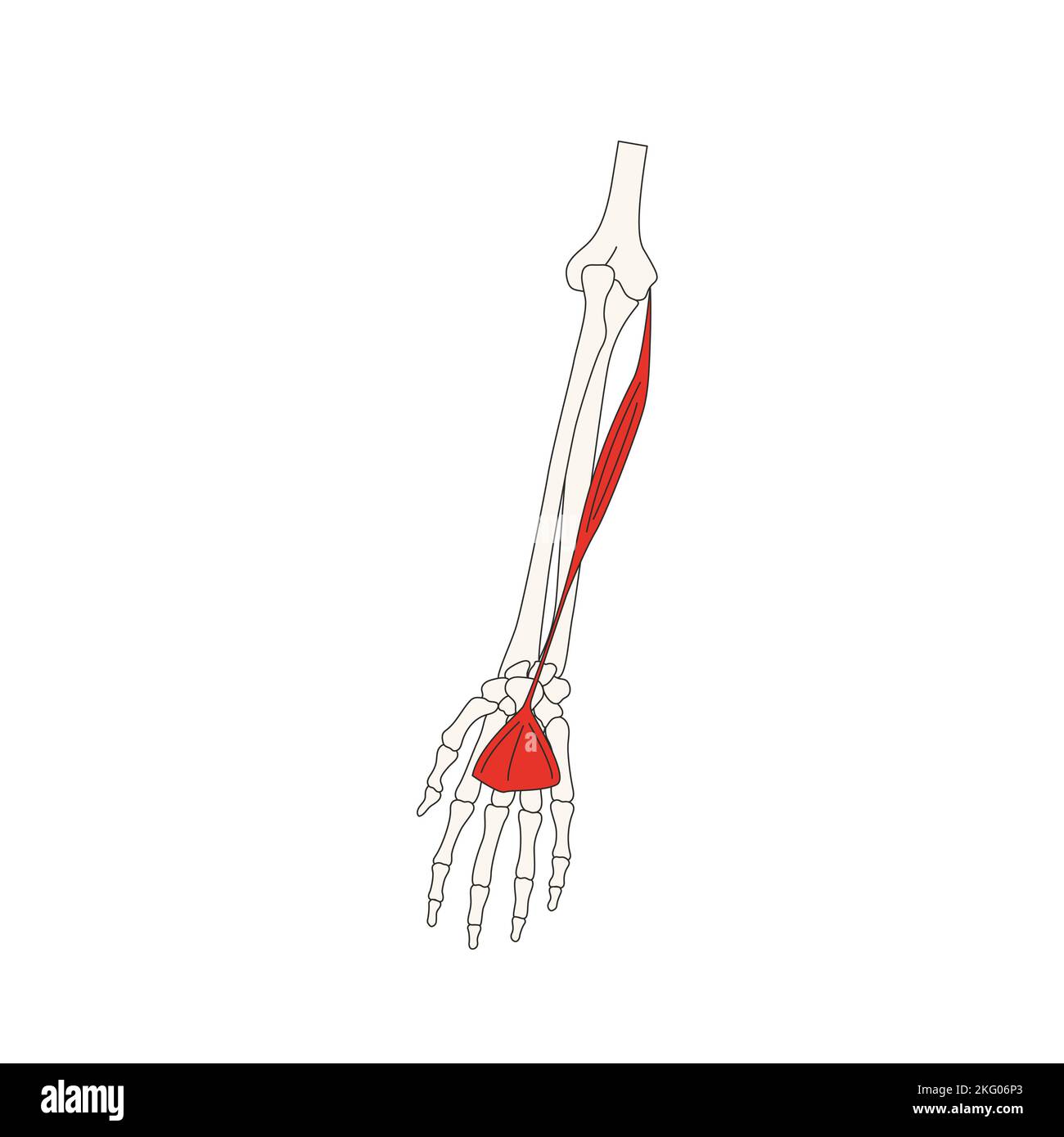 Long bone human hi-res stock photography and images - Alamy