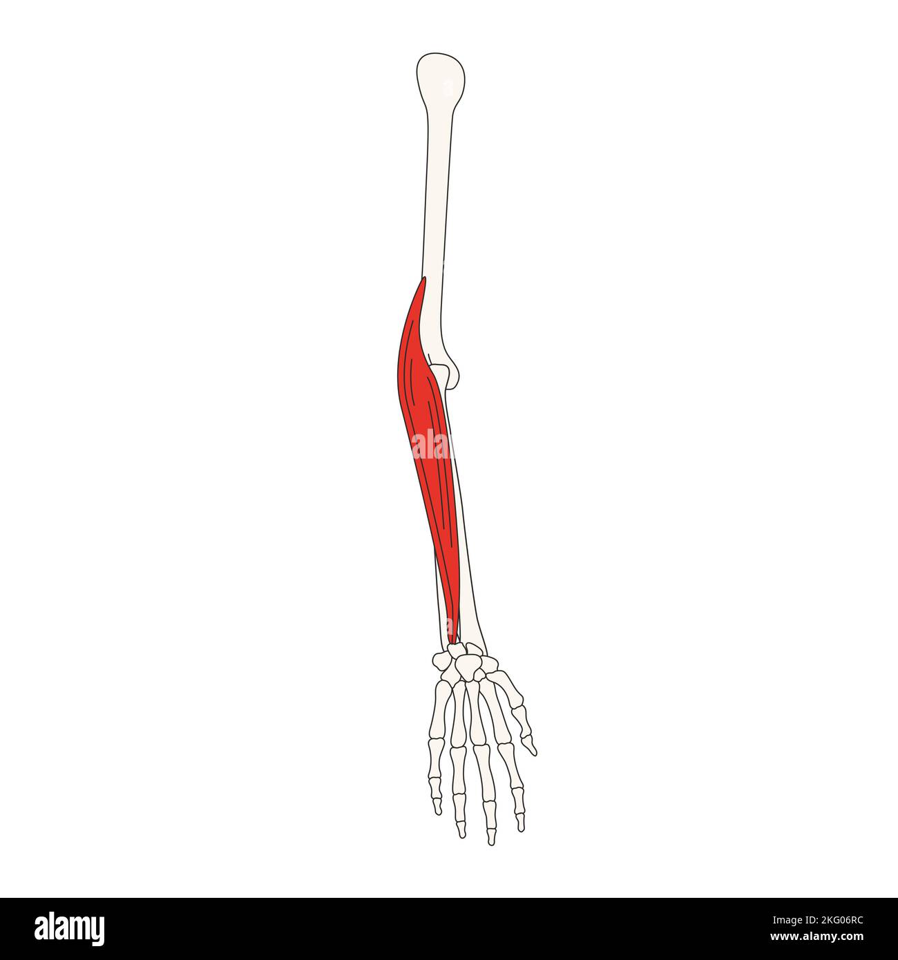 Arm muscle drawing hi-res stock photography and images - Alamy