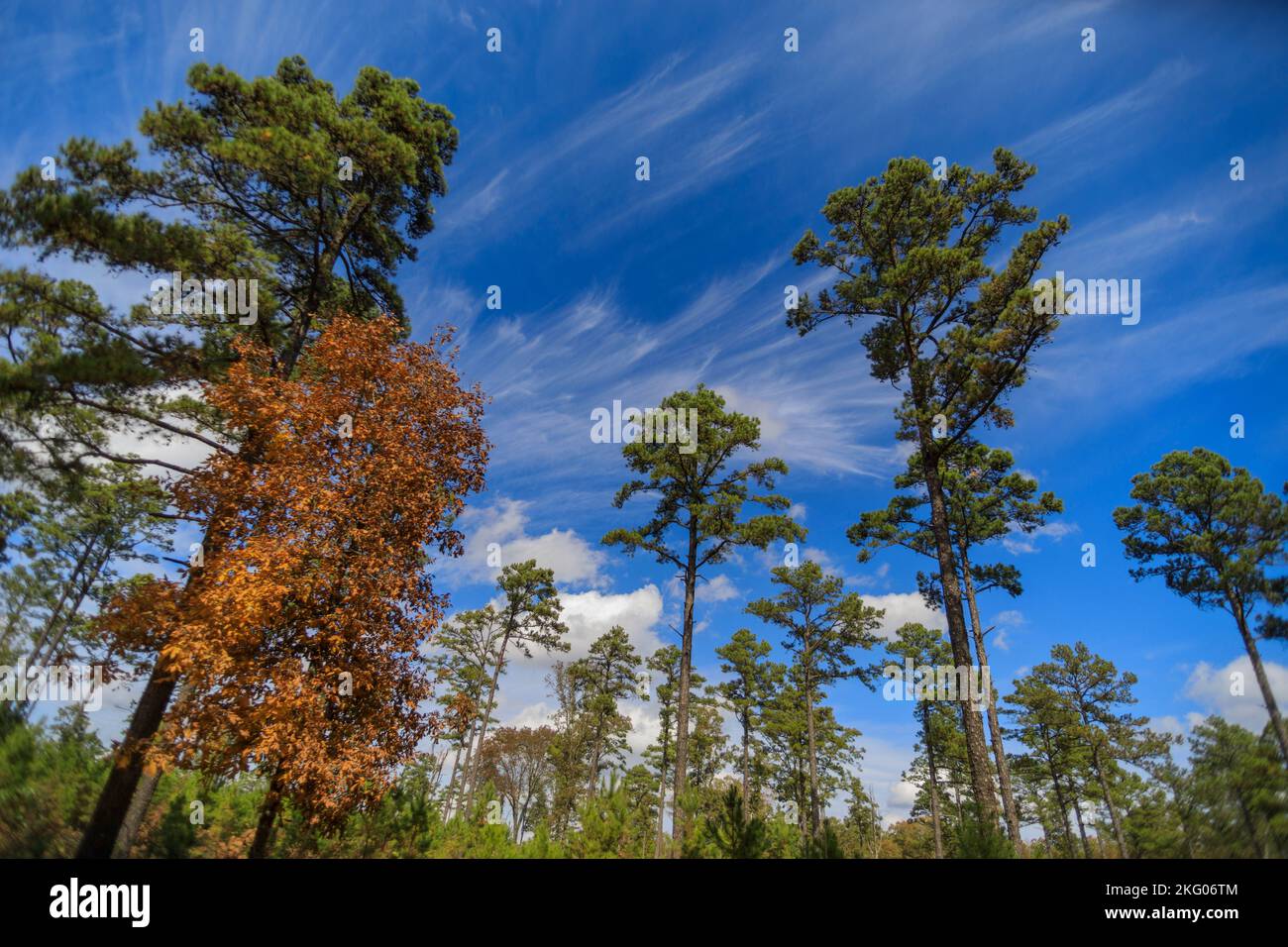 Little pine trees start to grow in a reforestation effort in a woodland ...