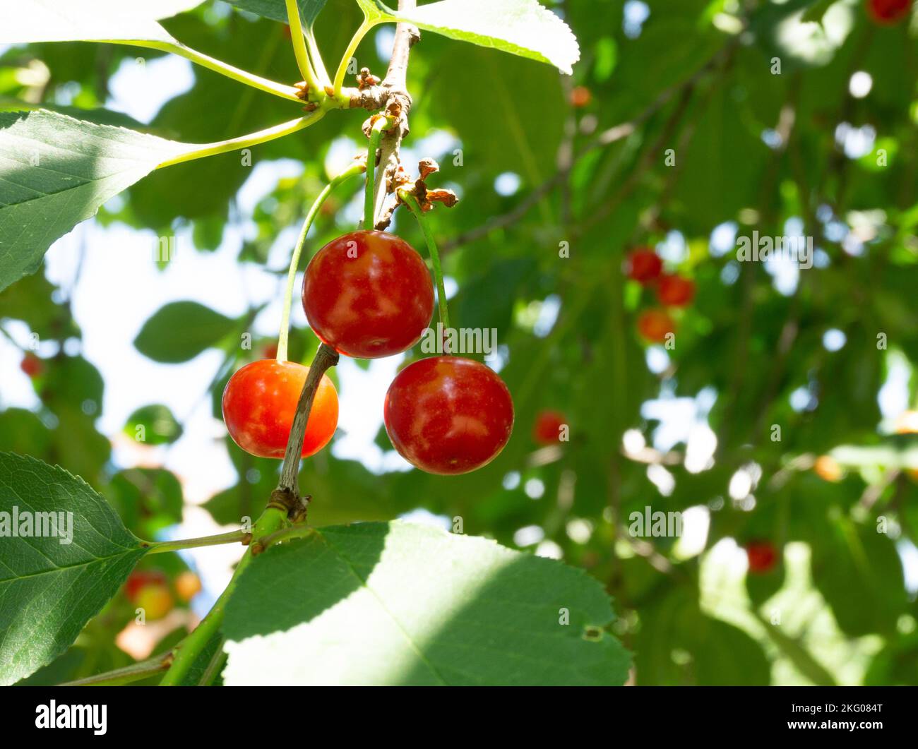 A group of red and green cherries and sweet cherries on a tree among ...