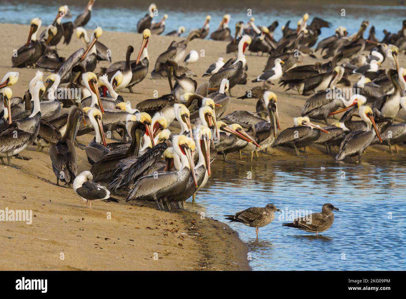 Flying sitting seagulls on sea hi-res stock photography and images - Alamy