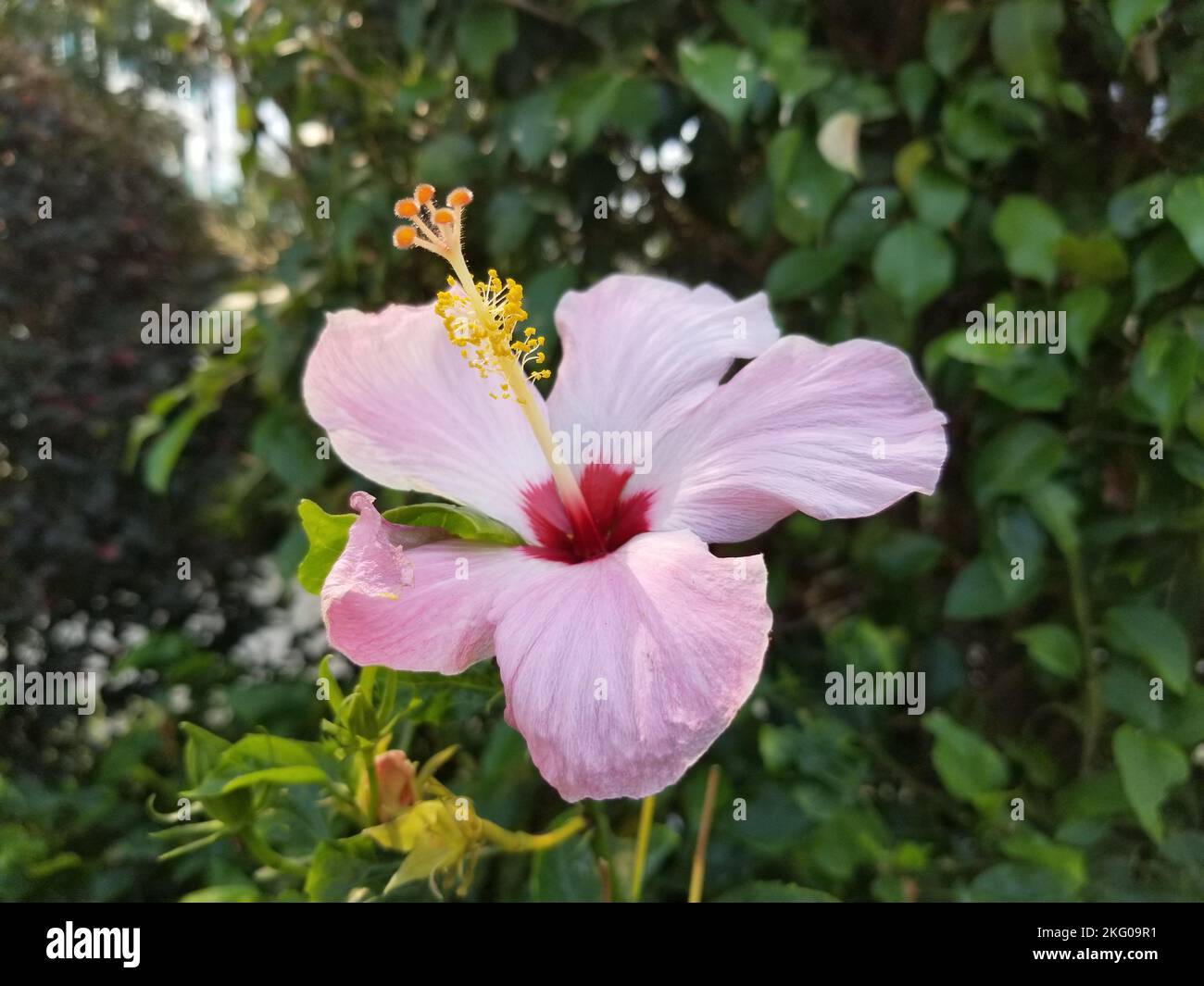 Soft pink, Chinese hibiscus (Hibiscus Rosa-Sinesis) flower also known ...