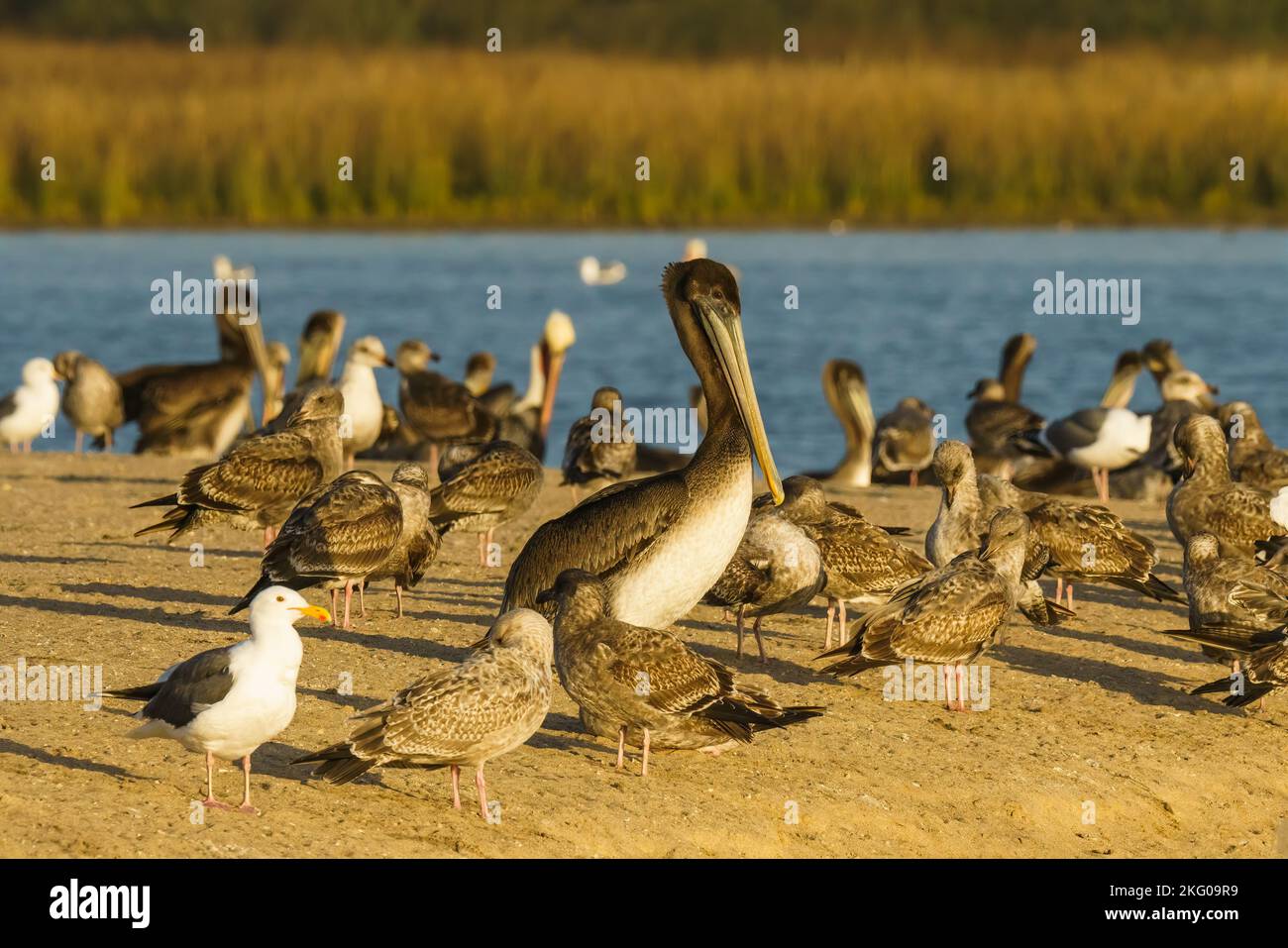 Colony of sea birds, pelicans and seagulls, on the beach close to the ...