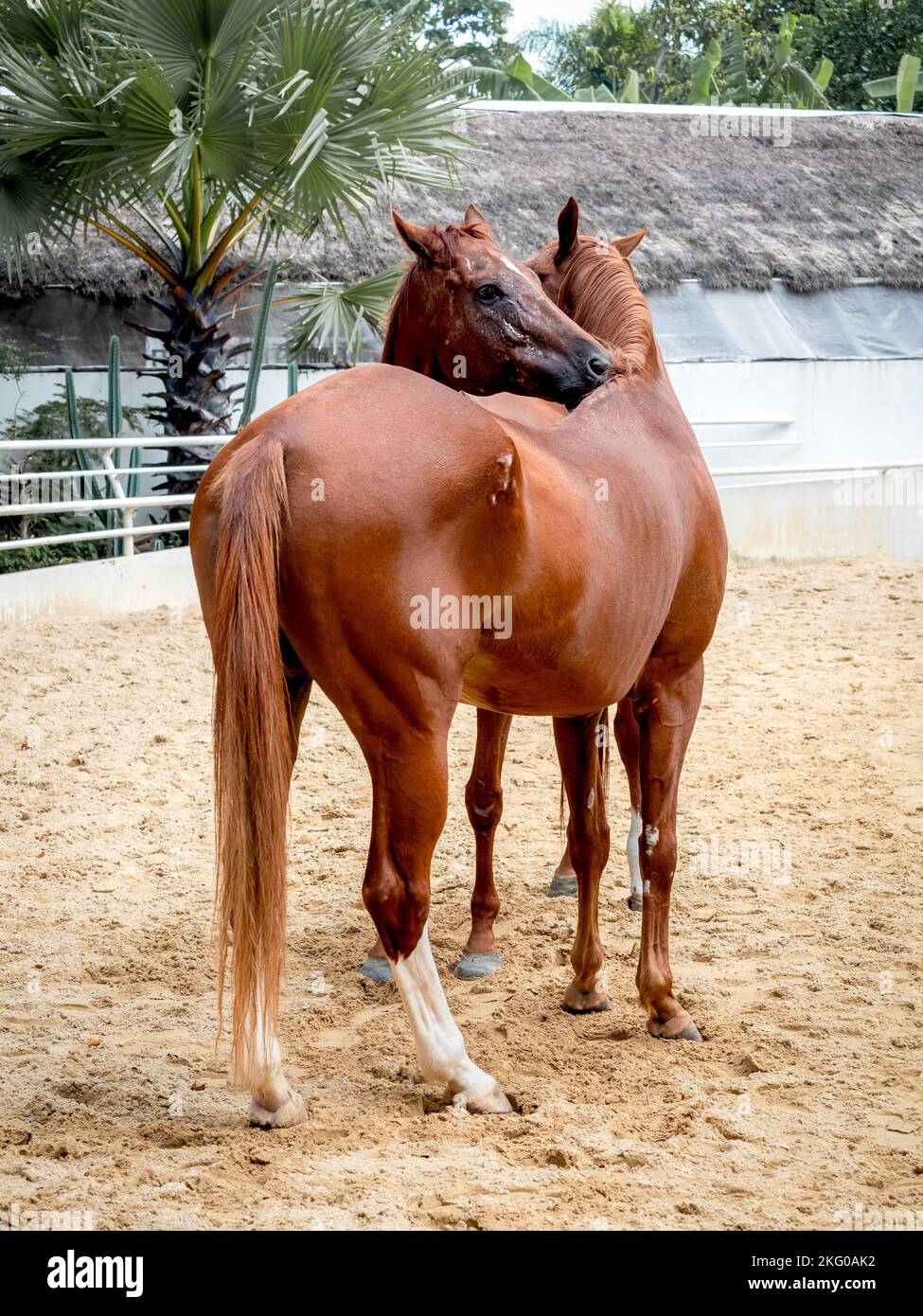 Two brown horses embracing with their heads with love in friendship. A ...