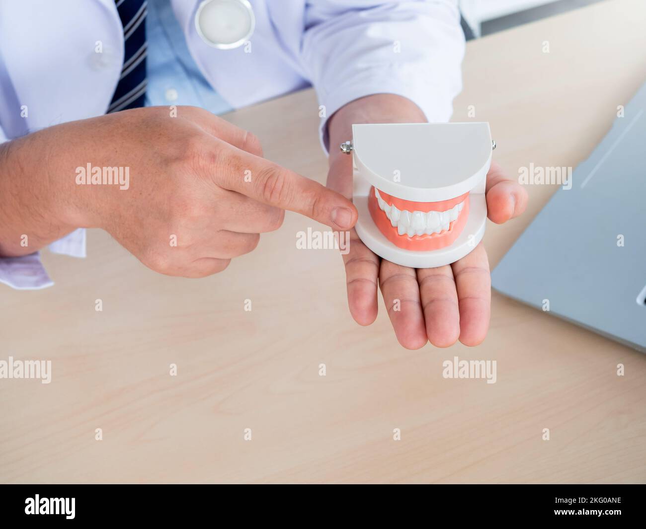 Close up a tooth model in dentist hand. Dentist male holding and ...