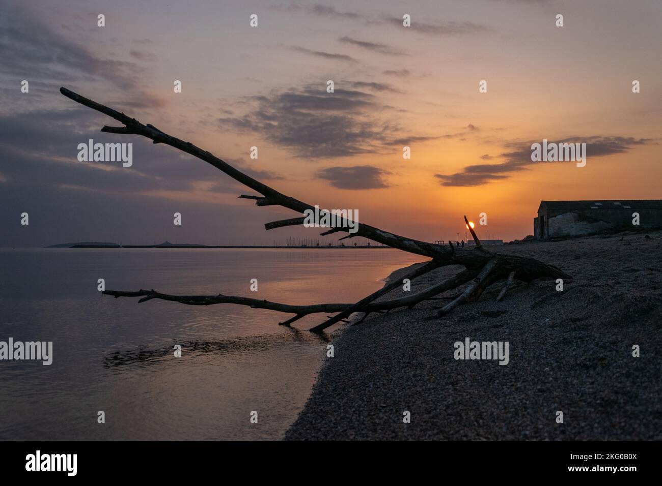 The sunset beached tree with scenic clouds Stock Photo - Alamy