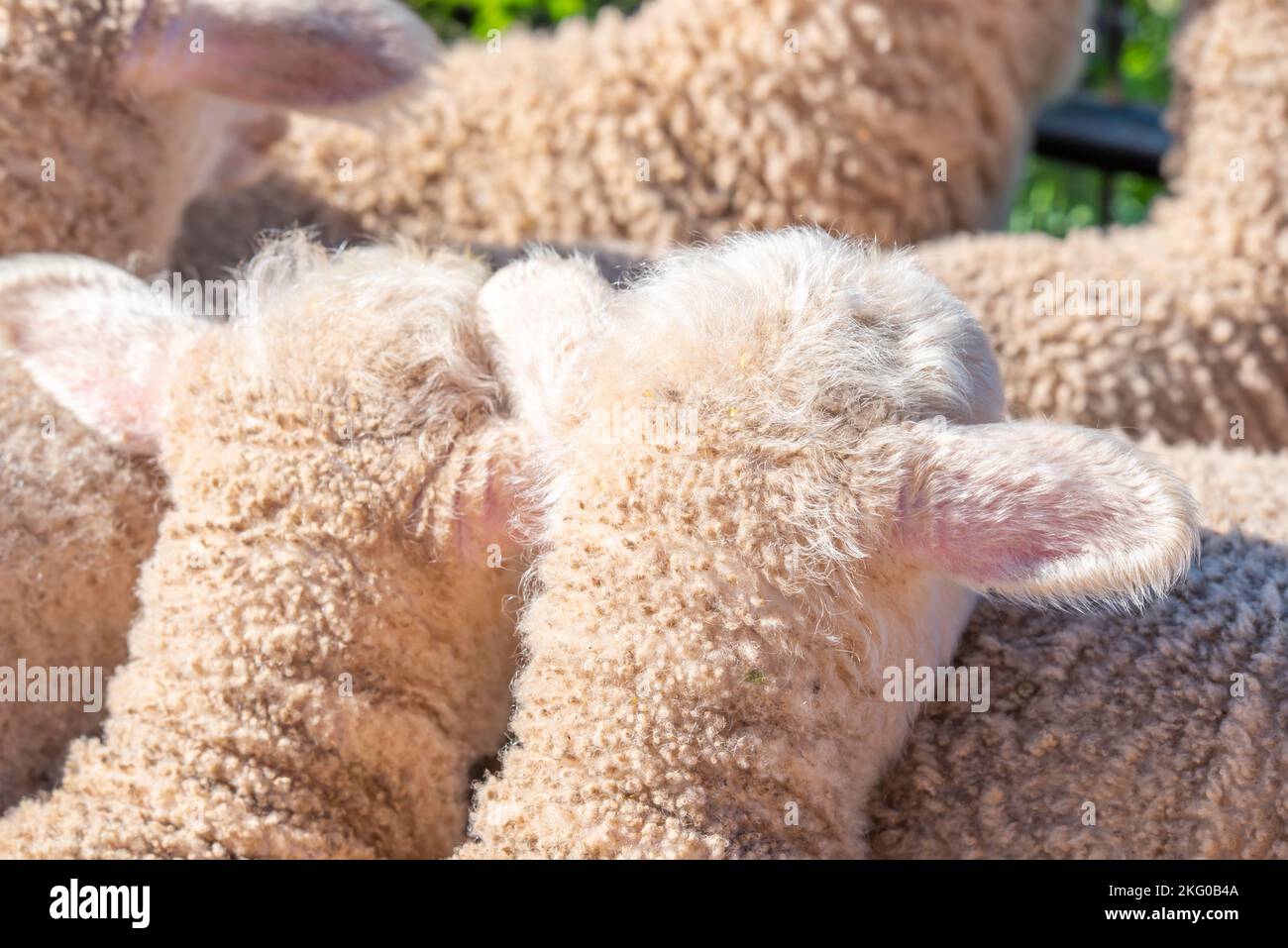 Sheep bread for wool production hi-res stock photography and images - Alamy