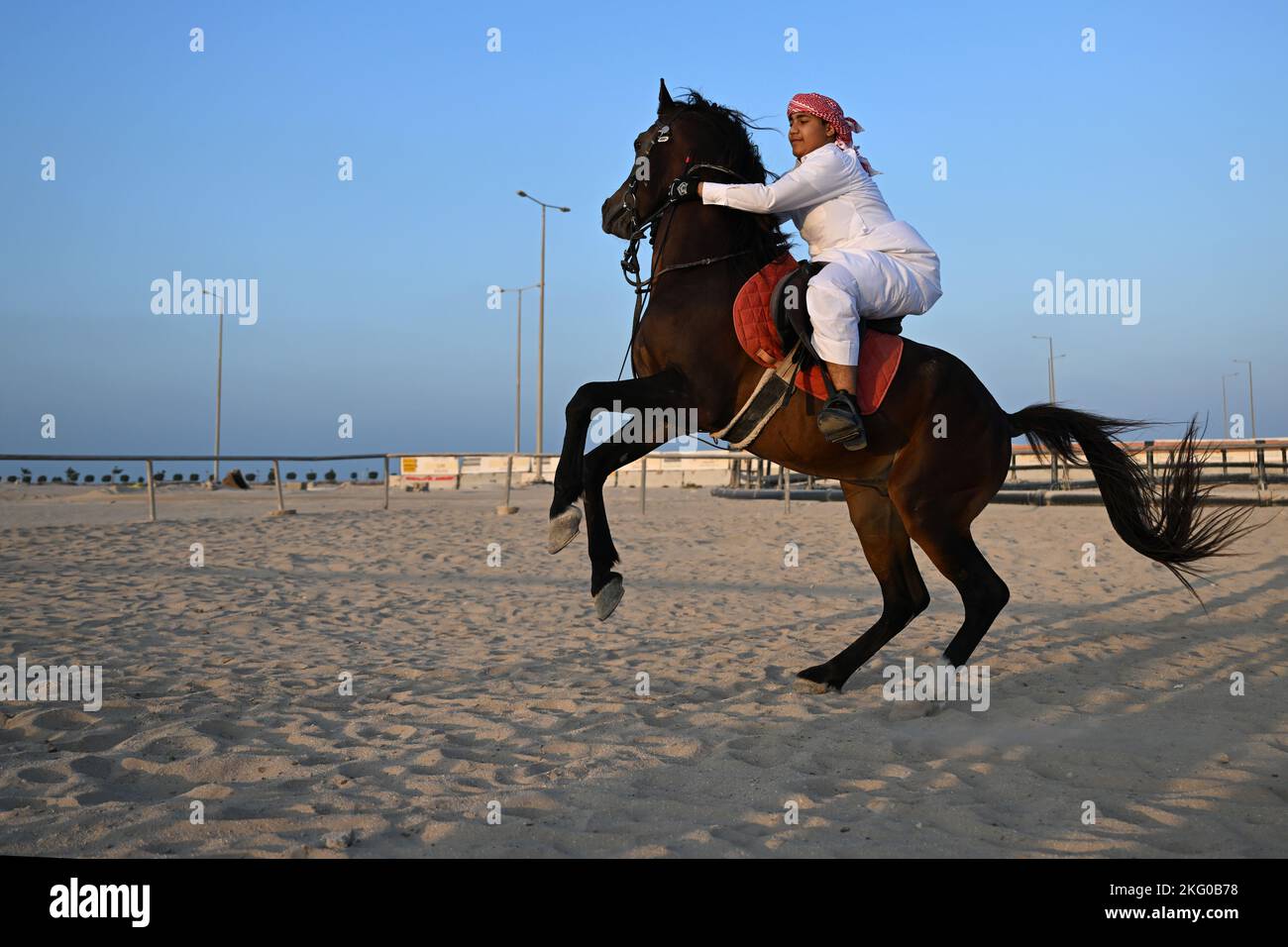 Al Ruwais, Qatar. 20th Nov, 2022. Qatari Marwan Sameh rides an Arabian ...