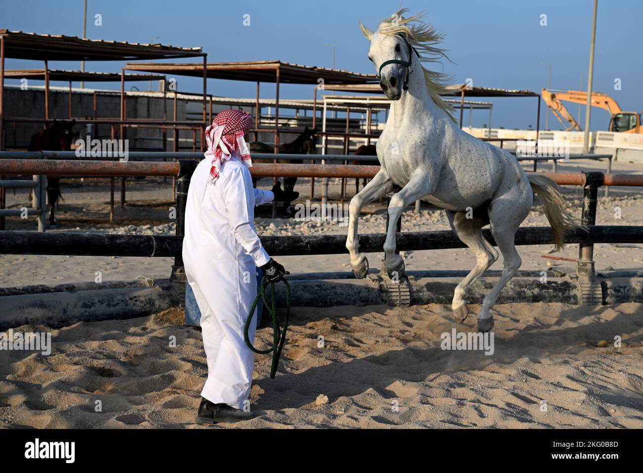 Al Ruwais, Qatar. 20th Nov, 2022. Qatari Marwan Sameh leads an Arabian racehorse to training ...