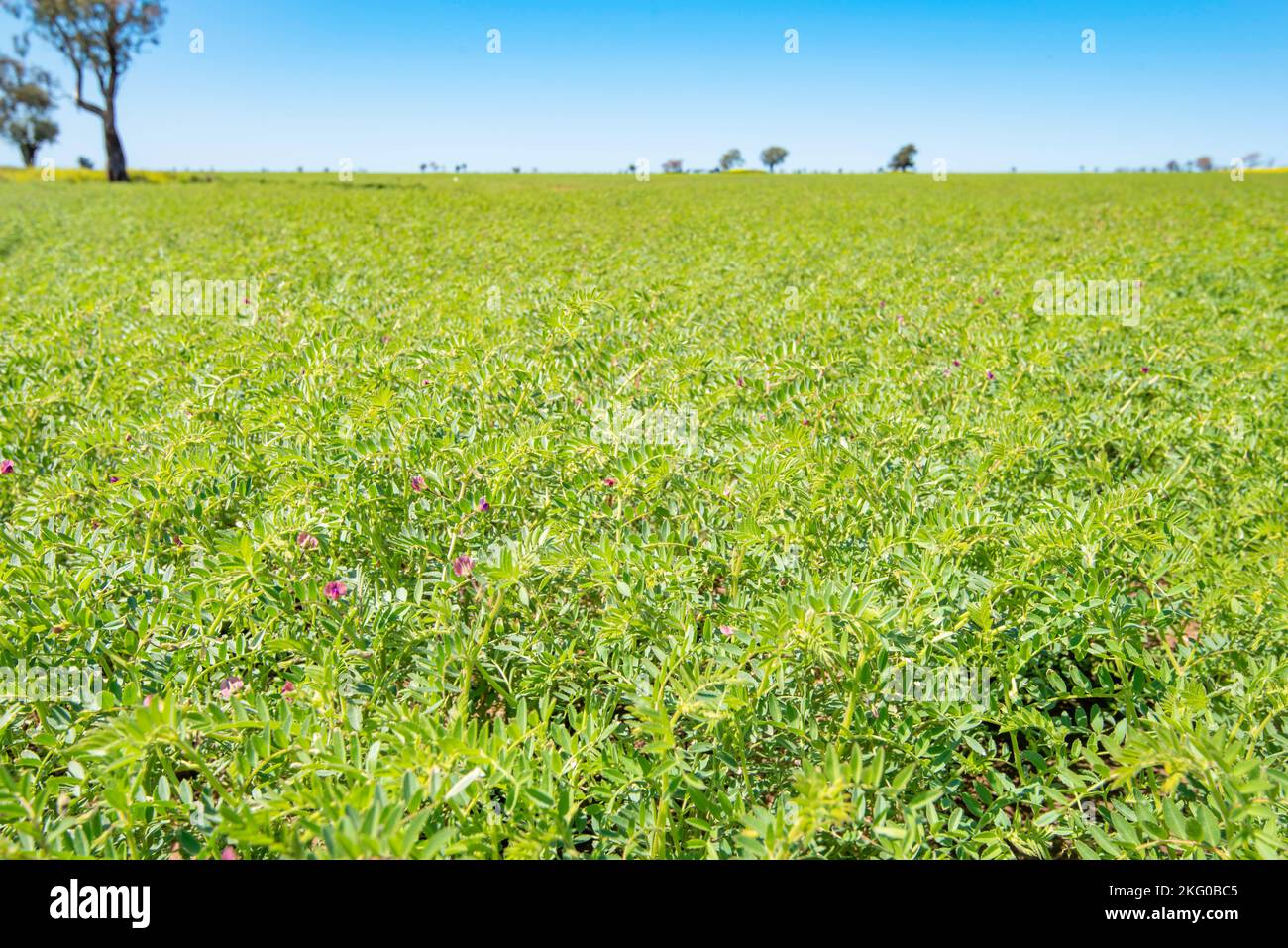 Broad acre crop farming hi-res stock photography and images - Alamy