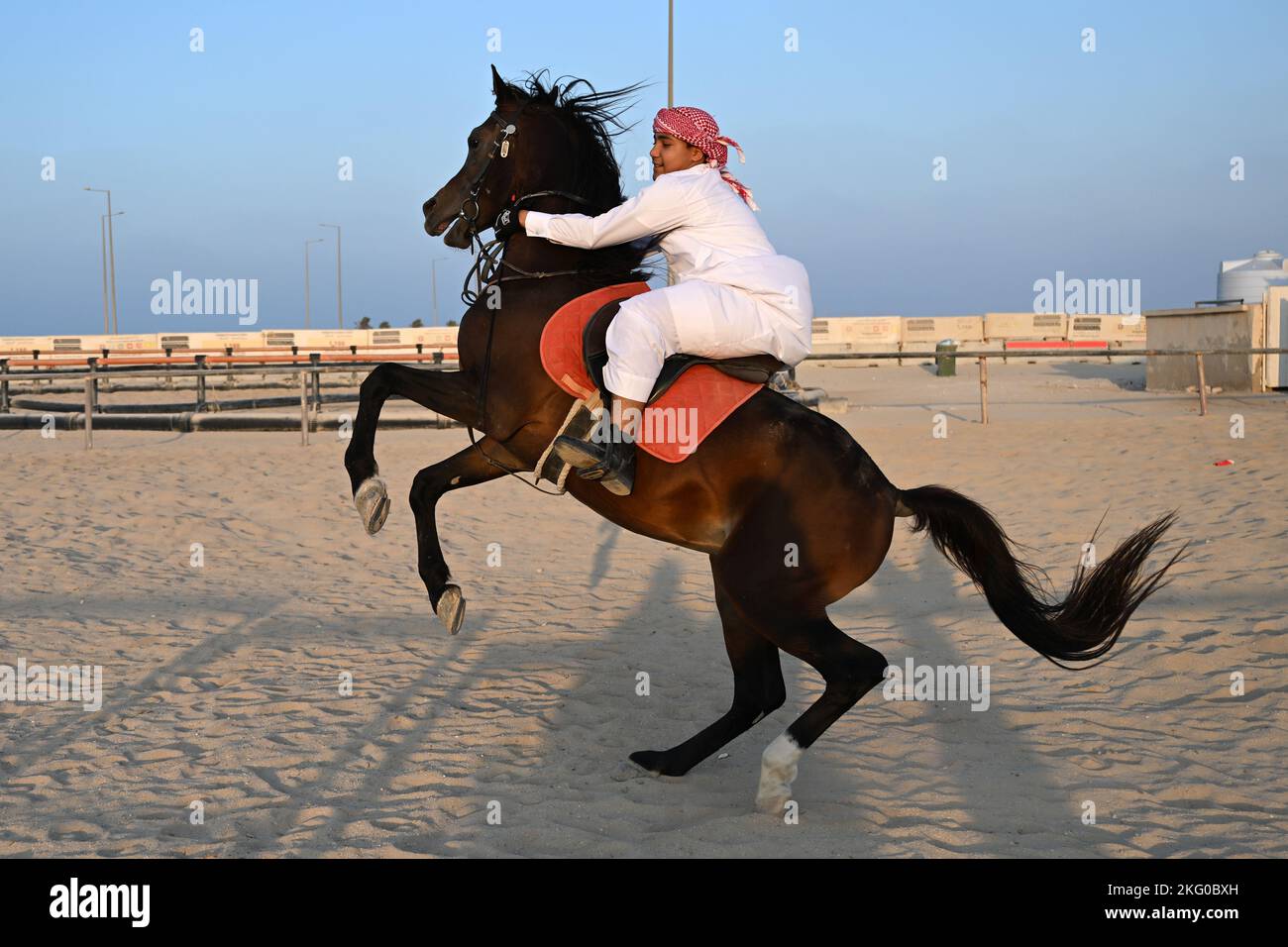 Al Ruwais, Qatar. 20th Nov, 2022. Qatari Marwan Sameh rides an Arabian ...