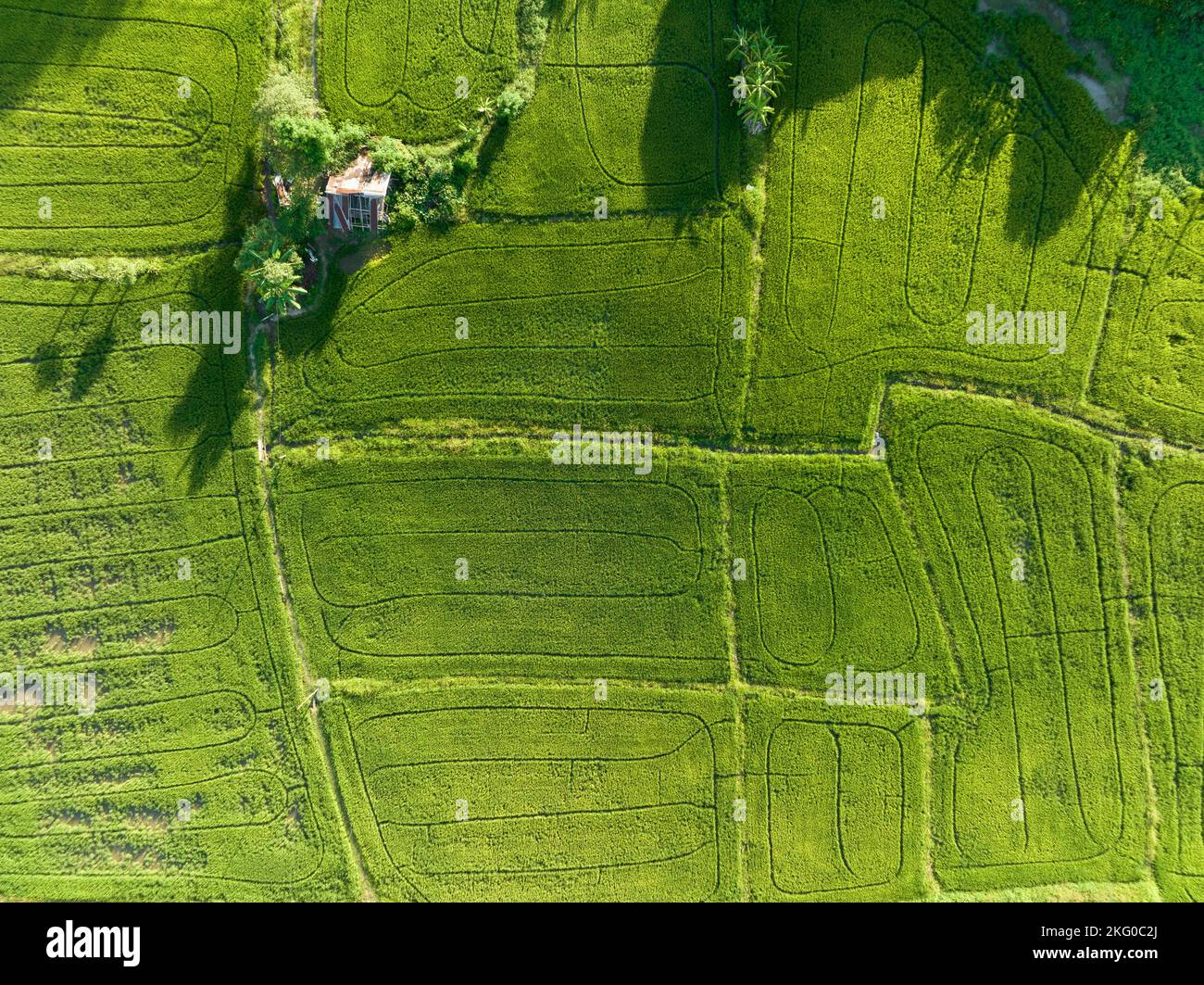 Aerial view of rice field in Thailand Stock Photo - Alamy